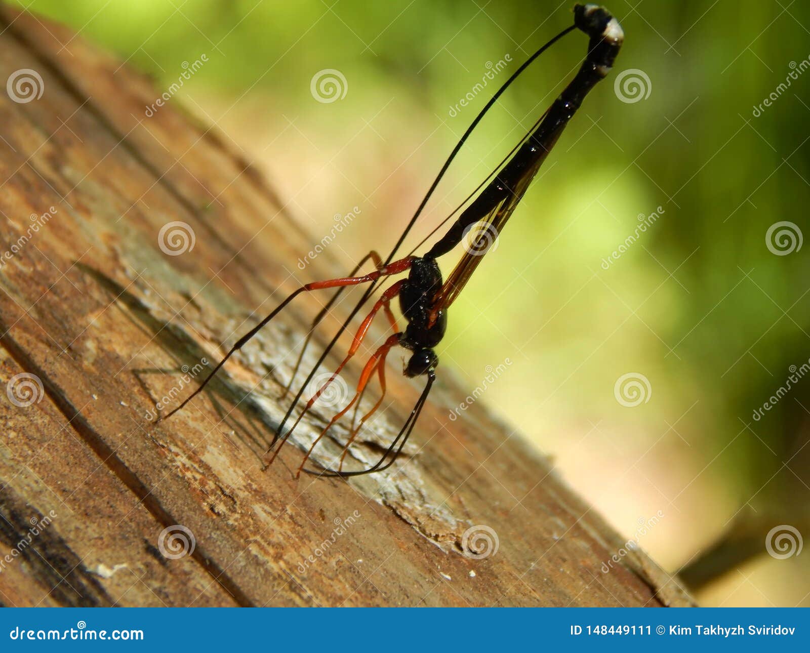 Mosquito in the Wild on a Tree Stock Image - Image of animal ...