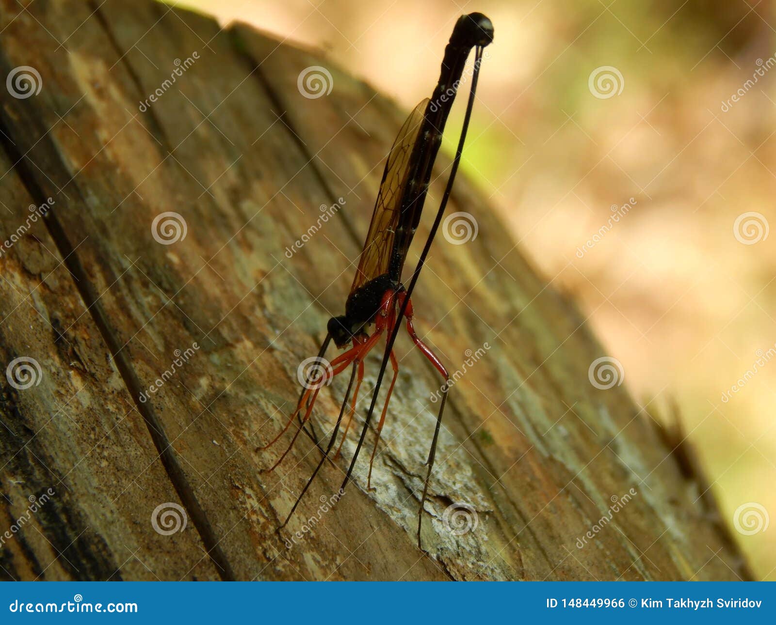 Mosquito in the Wild on a Tree Stock Photo - Image of food, macro ...