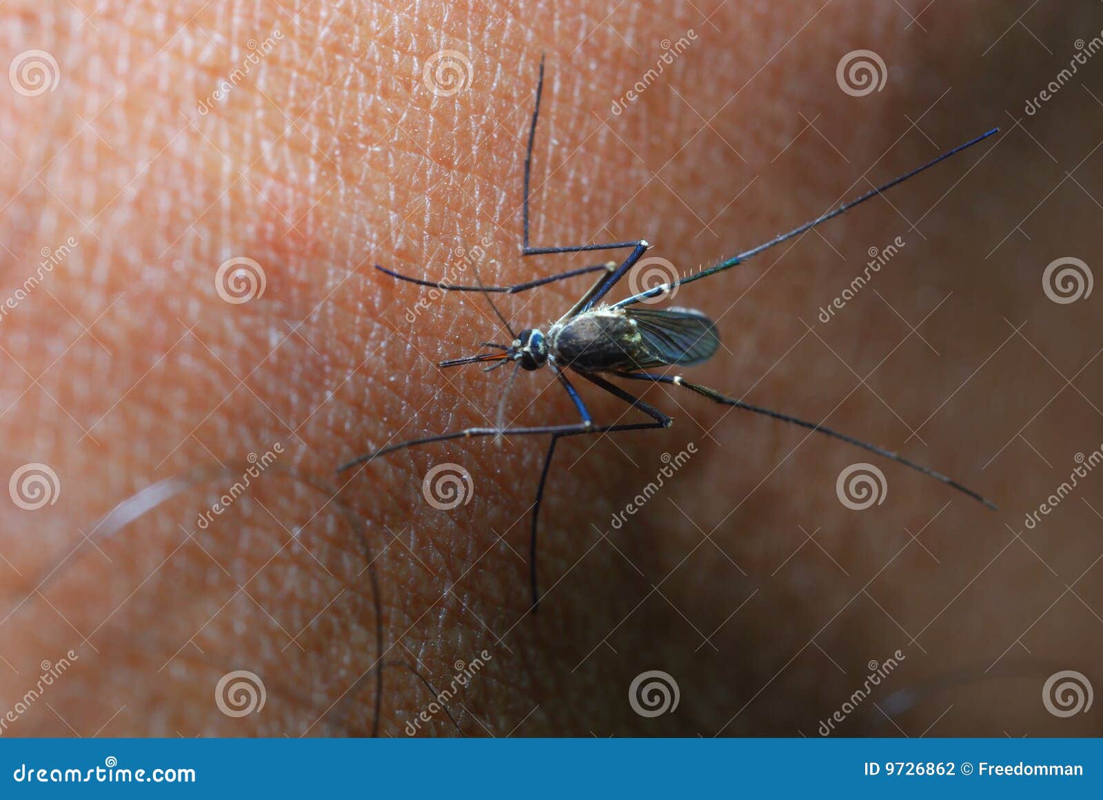 Mosquitoes stock photo. Image of wildlife, yellow, absorb - 9726862