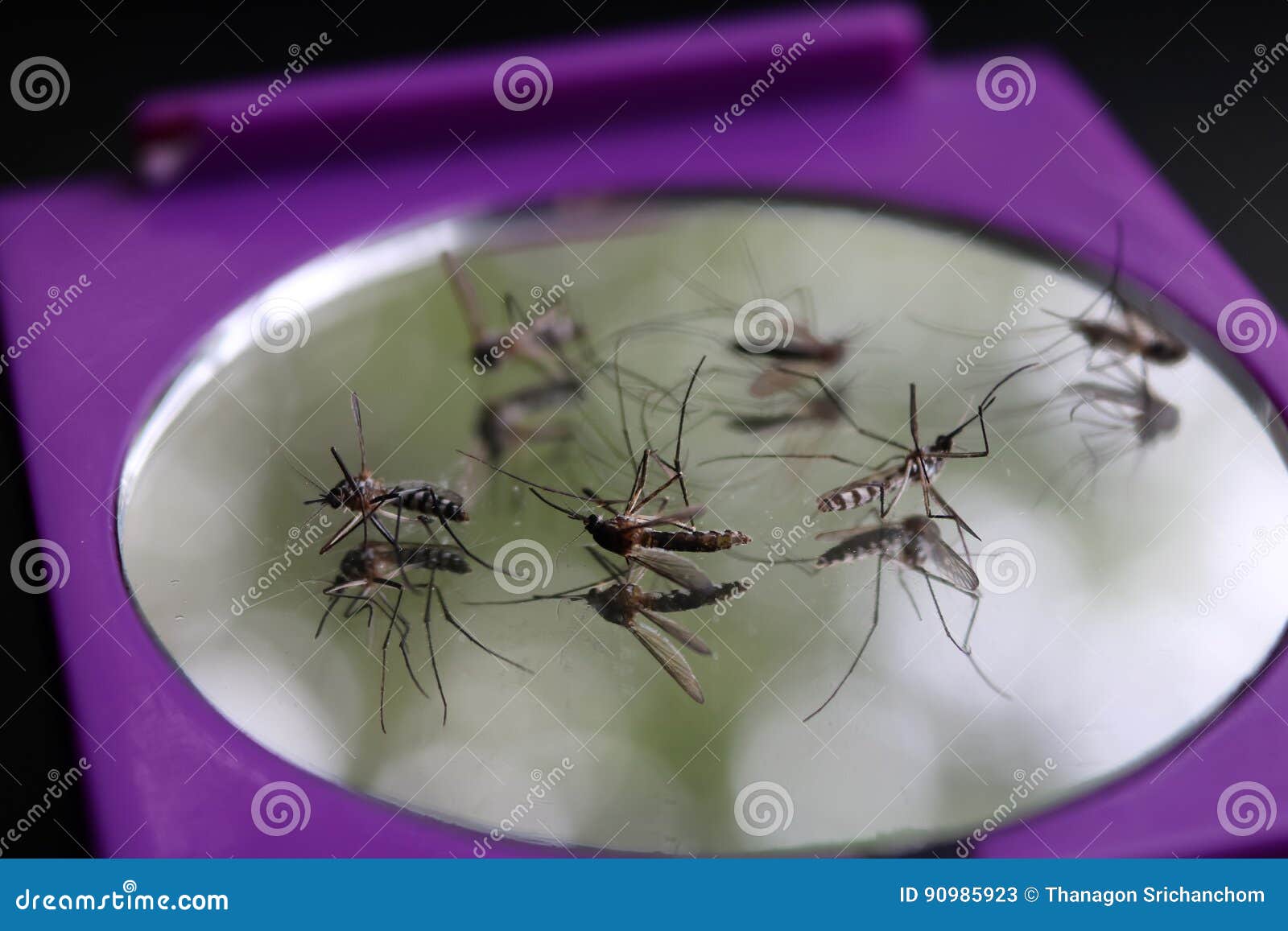 Mosquitoes Die on the Mirror. Stock Image - Image of malaria, closeup ...