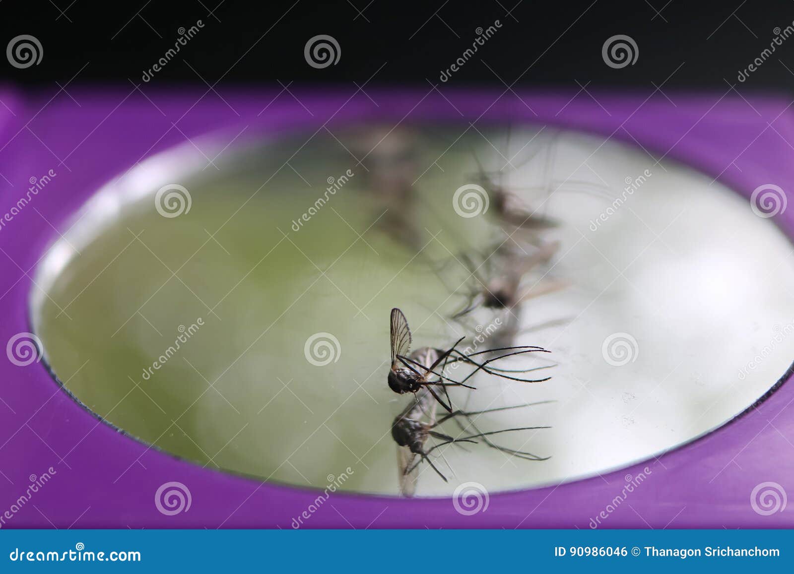 Mosquitoes Die on the Mirror. Stock Photo - Image of dead, blood: 90986046
