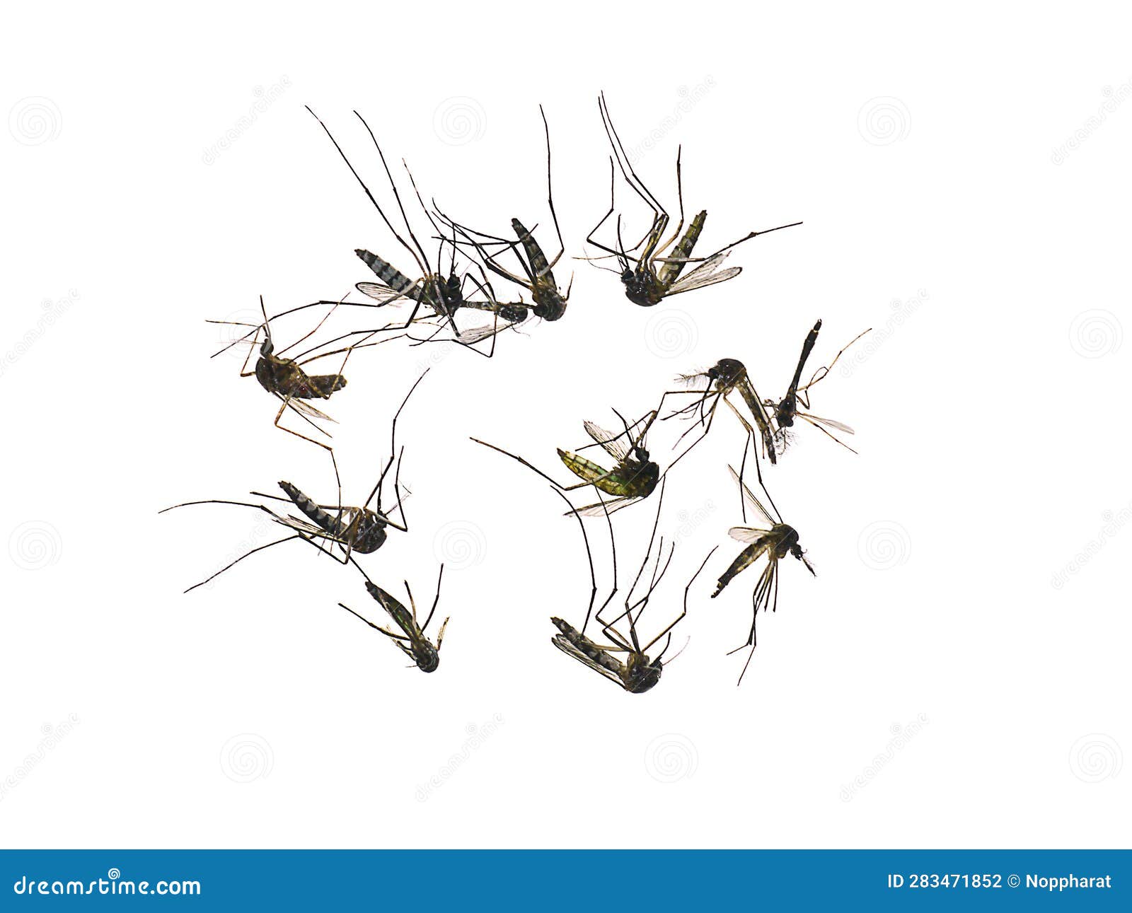 Mosquitoes are Dying on the Ground Stock Photo - Image of biology ...