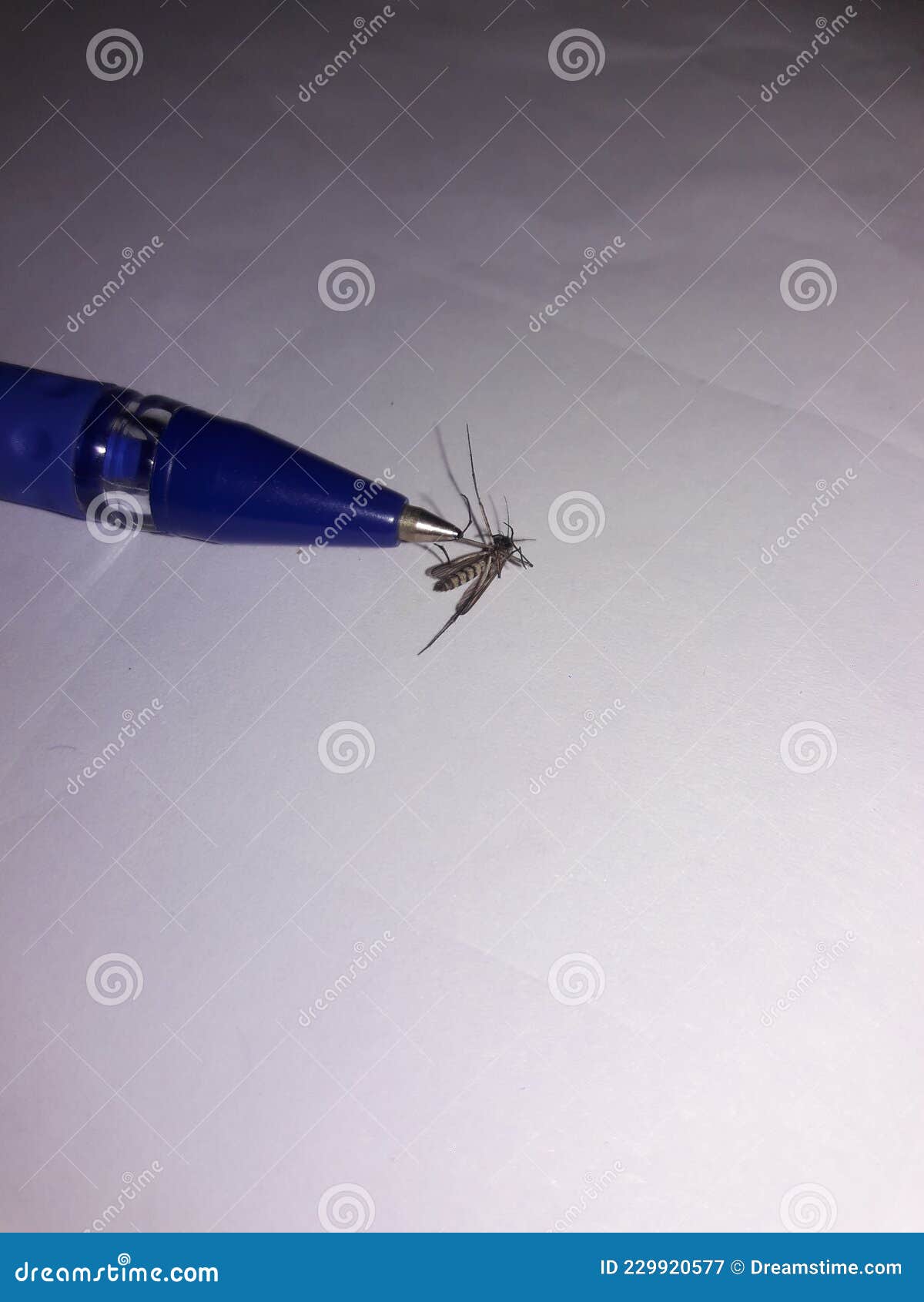 Mosquitoes hits pen stock image. Image of night, paper - 229920577