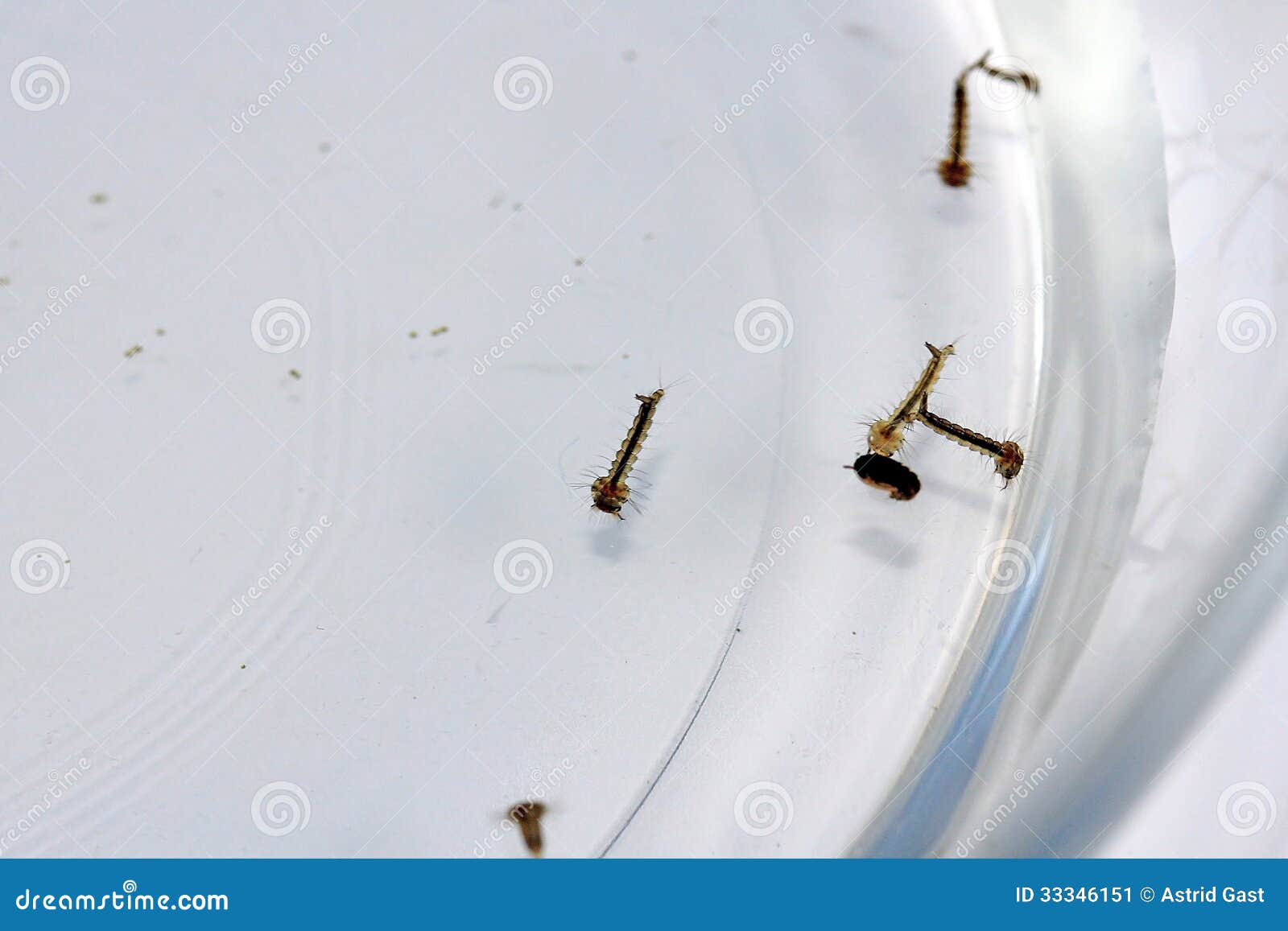 Mosquitoes-larvae stock image. Image of nocturnal, pests - 33346151