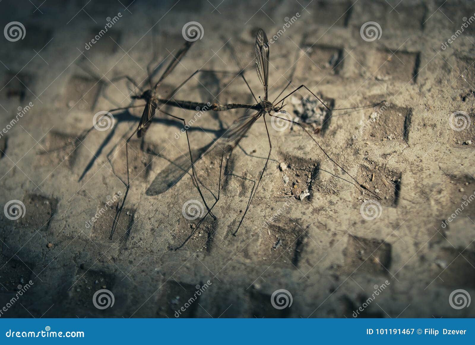 Mosquitoes stock image. Image of lovely, nature, uljma - 101191467