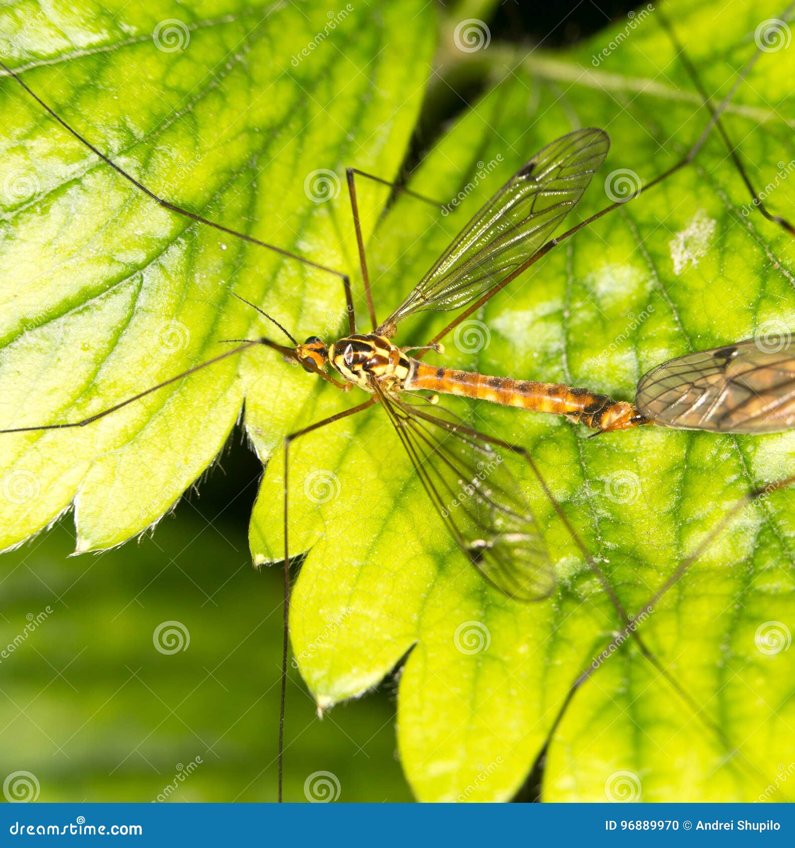 Mosquitoes make love stock photo. Image of close, mosquitoes - 96889970