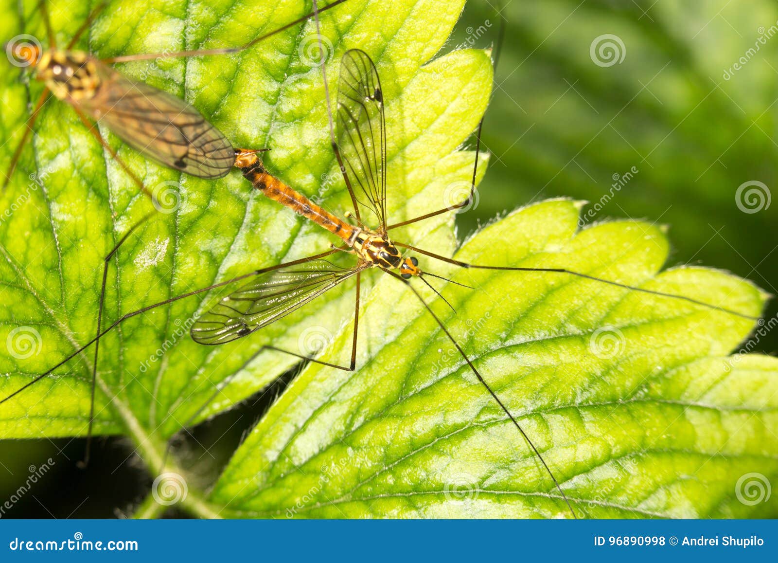 Mosquitoes make love stock photo. Image of detail, macro - 96890998