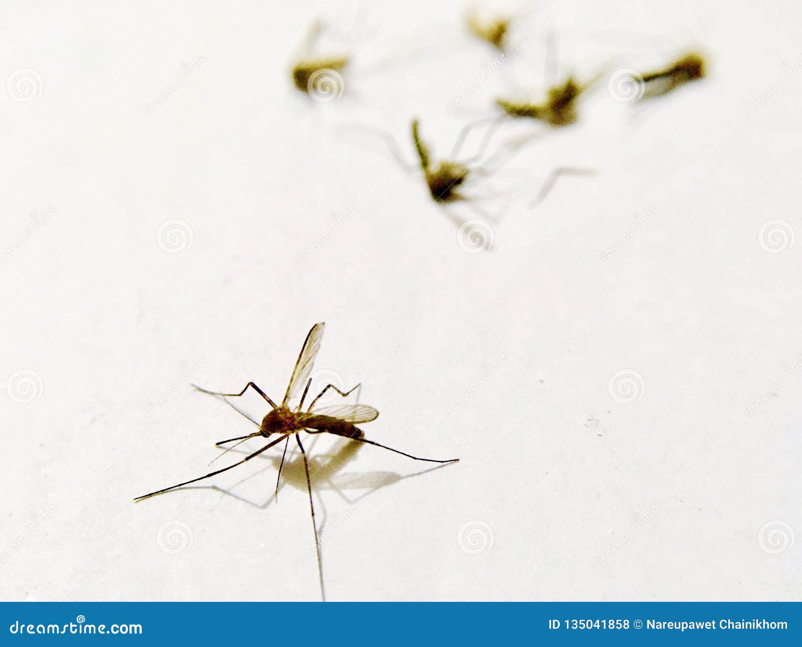 Mosquitoes stock photo. Image of nature, mosquitoes - 135041858