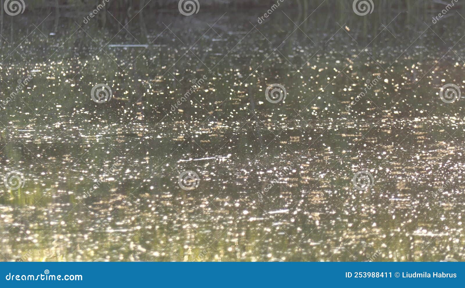 Mosquitoes Swarm Over the Water. Insect Cloud Stock Video - Video of ...