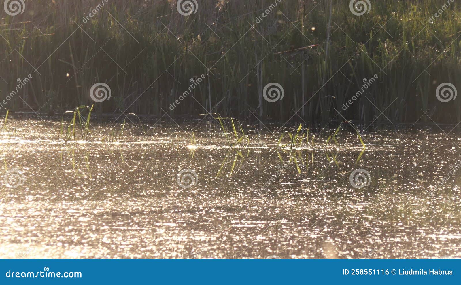 Mosquitoes Swarm Over the Water. Insect Cloud Stock Footage - Video of ...