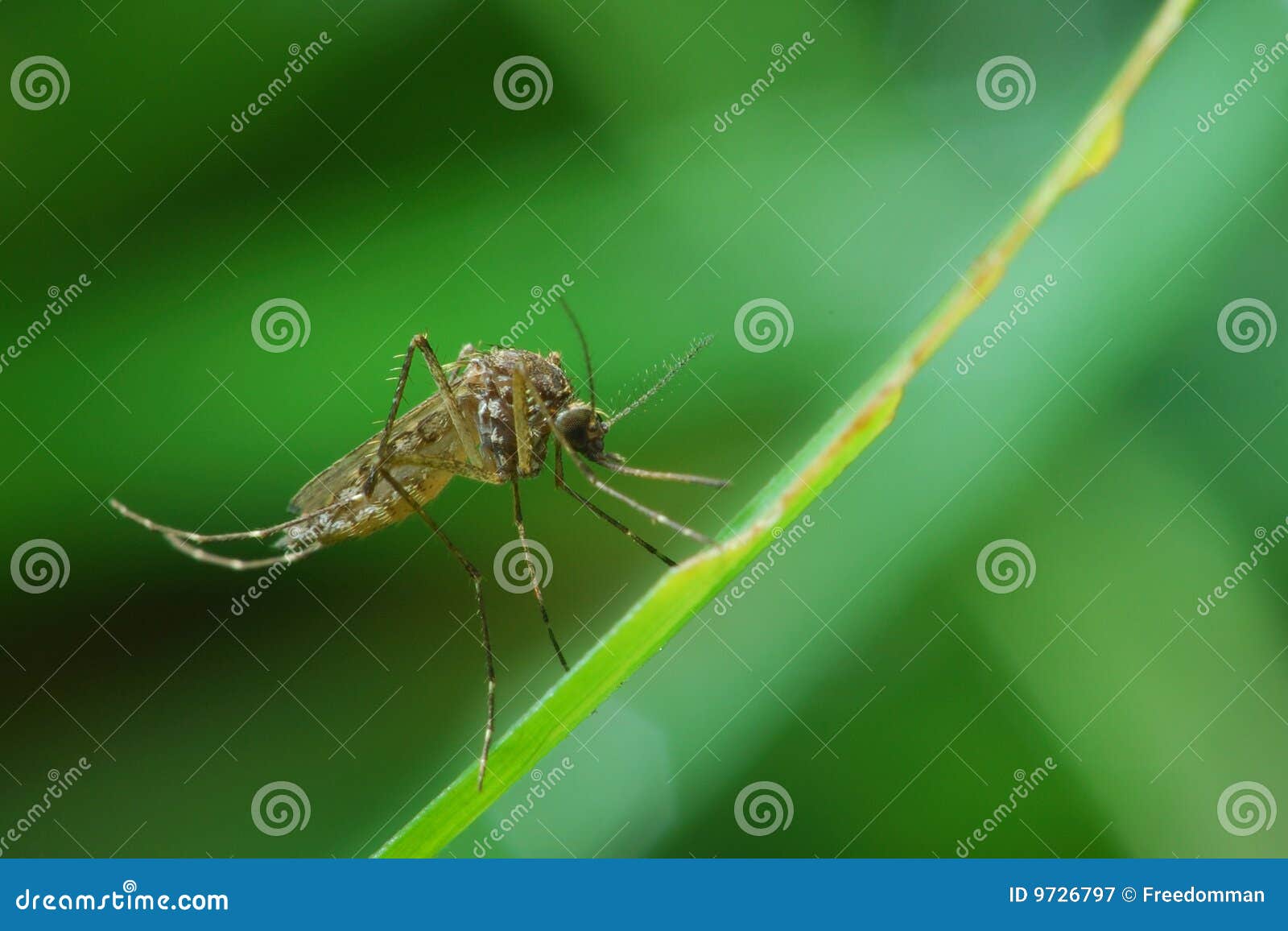 Mosquitos imagen de archivo. Imagen de fauna, negro, bicho - 9726797