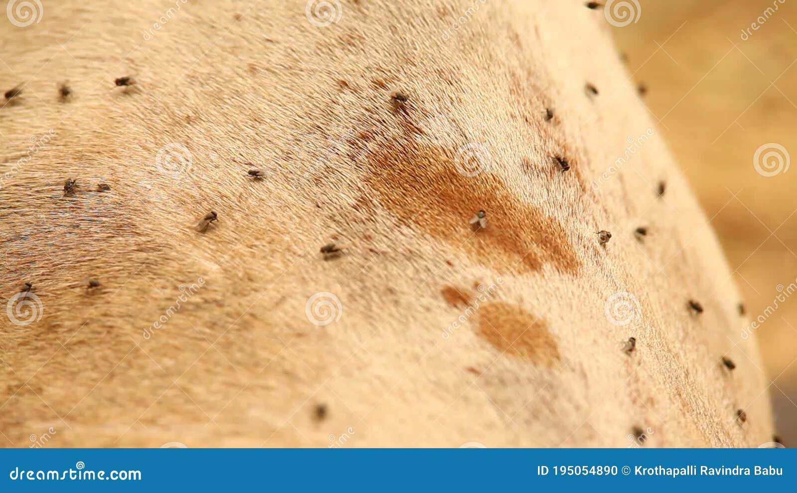 Mosquitos De Insectos En La Vaca Metrajes - Vídeo de toro, hierba ...