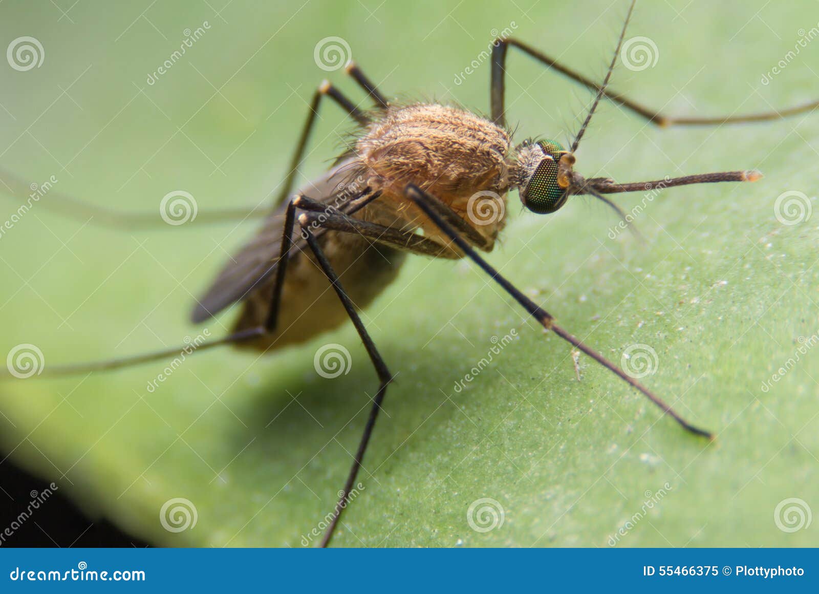 Mosquitos mosquito stock image. Image of paws, macro - 55466375