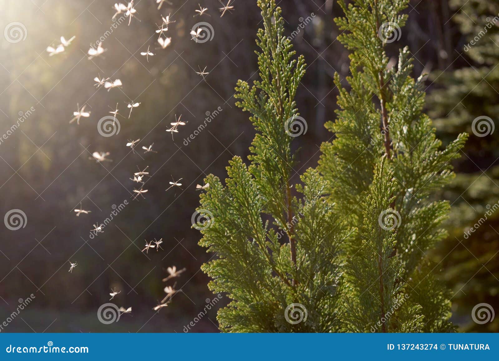 Mosquitos Swarm Flying in Sunset Light Stock Photo - Image of marshes ...