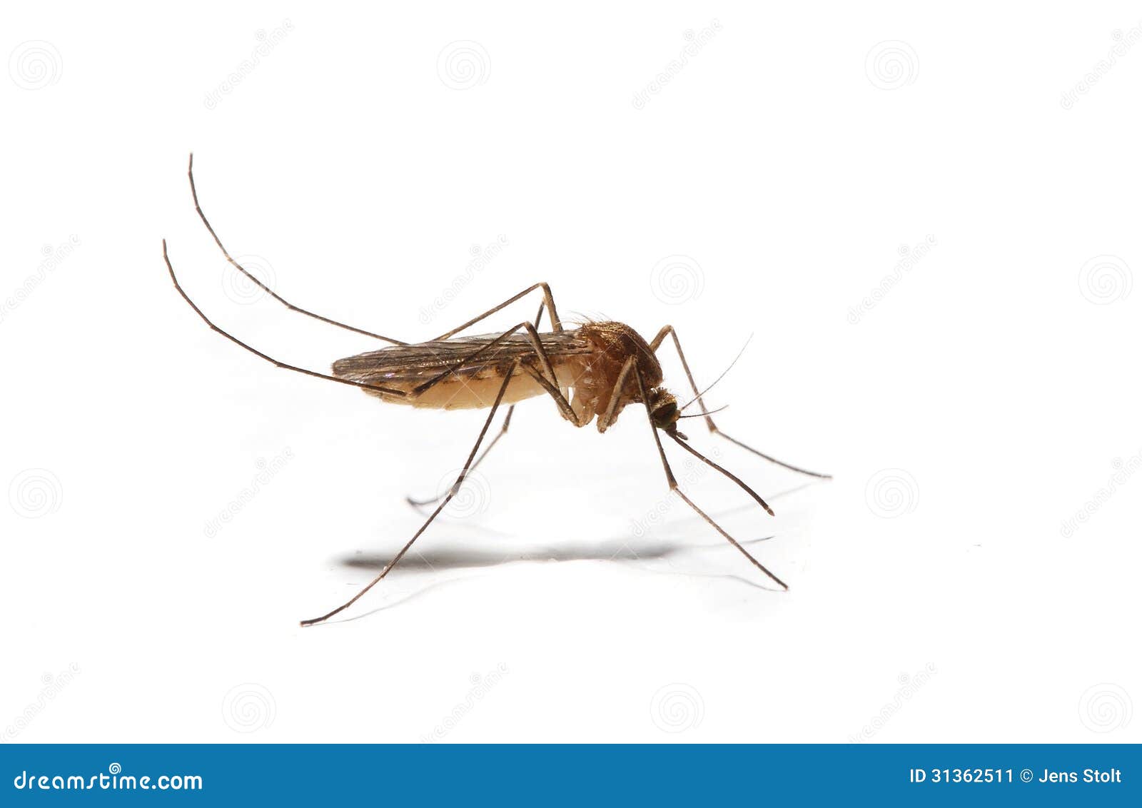Mosquitto stock image. Image of bloodsucking, culicidae - 31362511