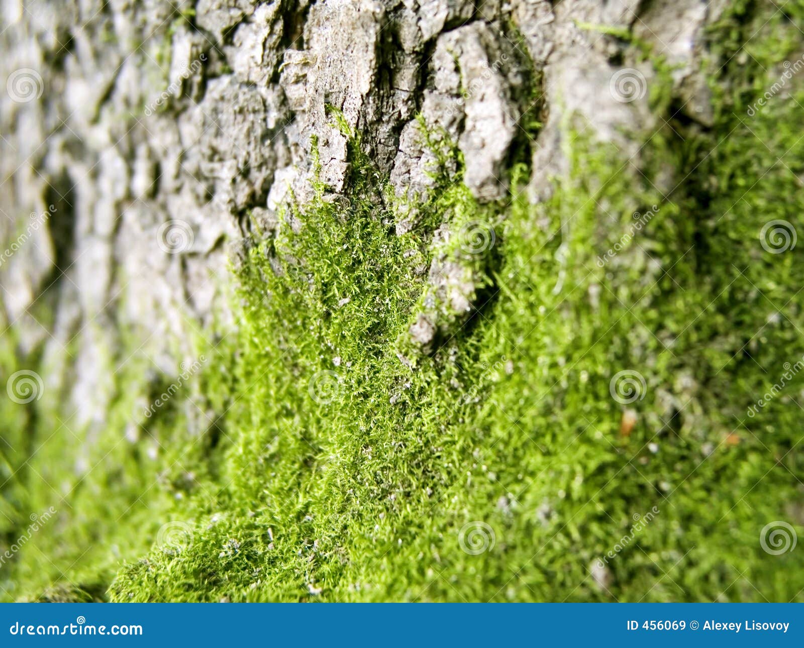 Moss 1 stock image. Image of forest, natural, downy, smooth - 456069