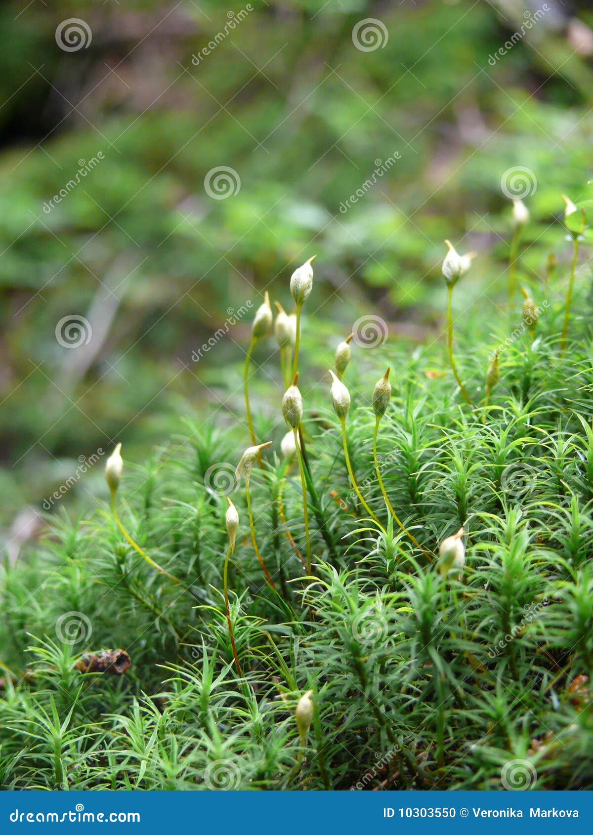 Moss arkivfoto. Bild av mossa, skog, botanisk, nytt, makro - 10303550