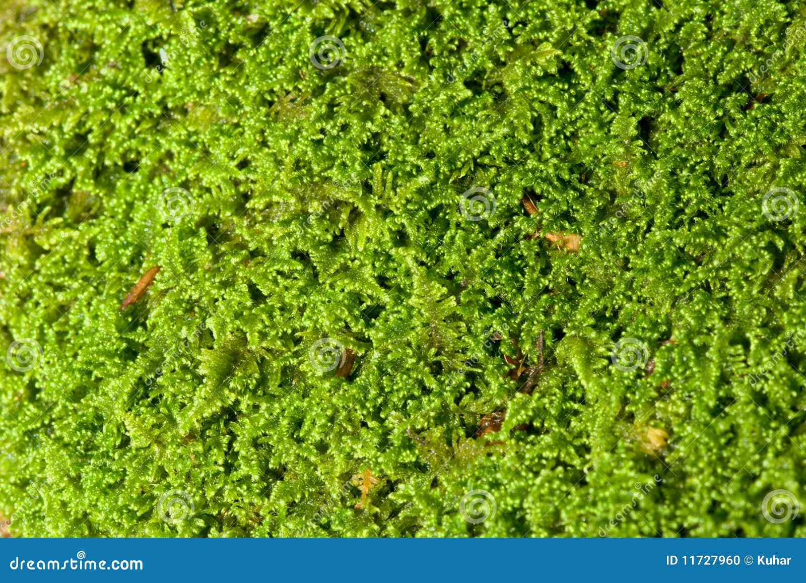 Moss stock photo. Image of green, nature, plant, outdoors - 11727960