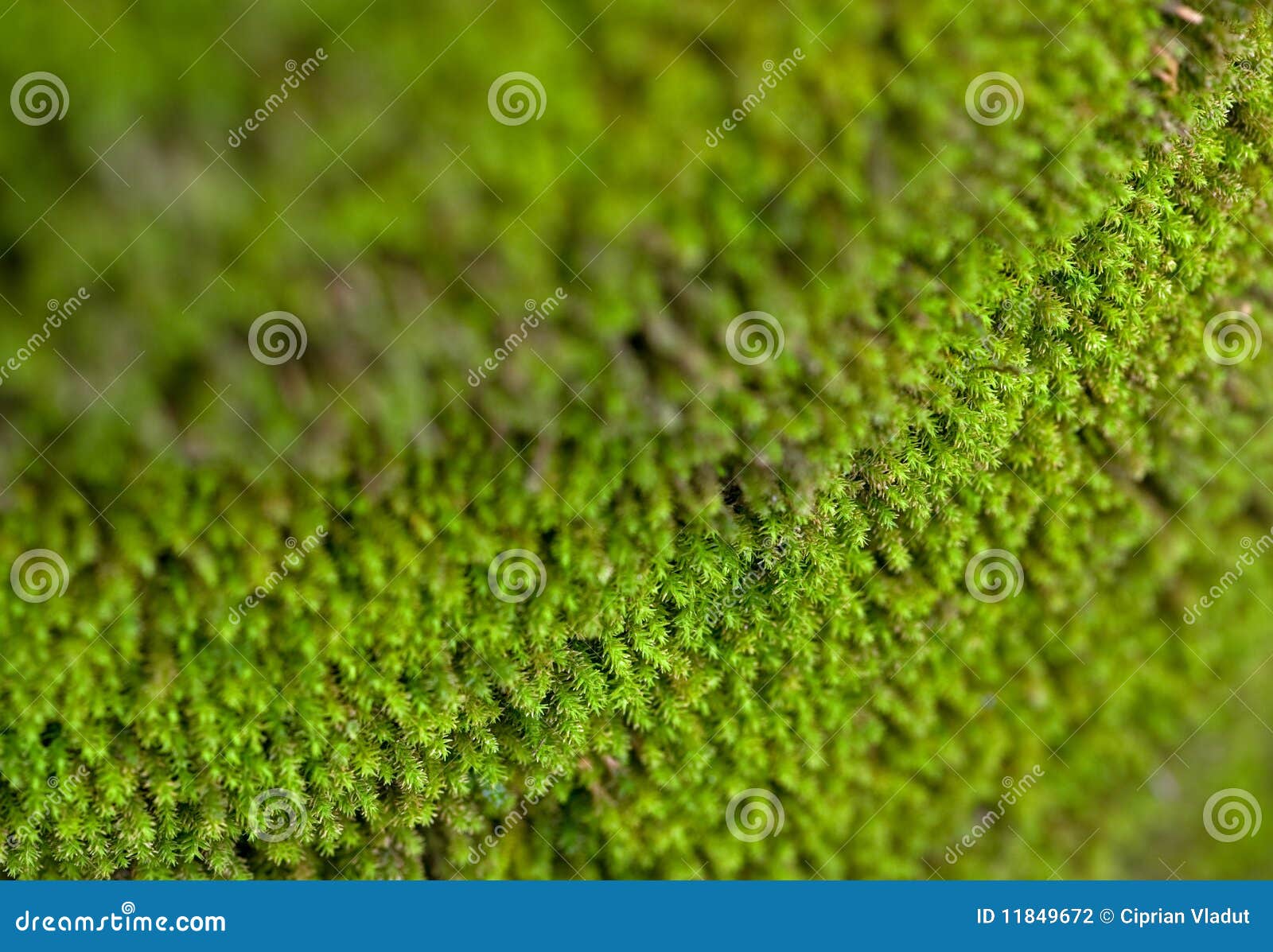 Moss stock photo. Image of structure, outside, close - 11849672