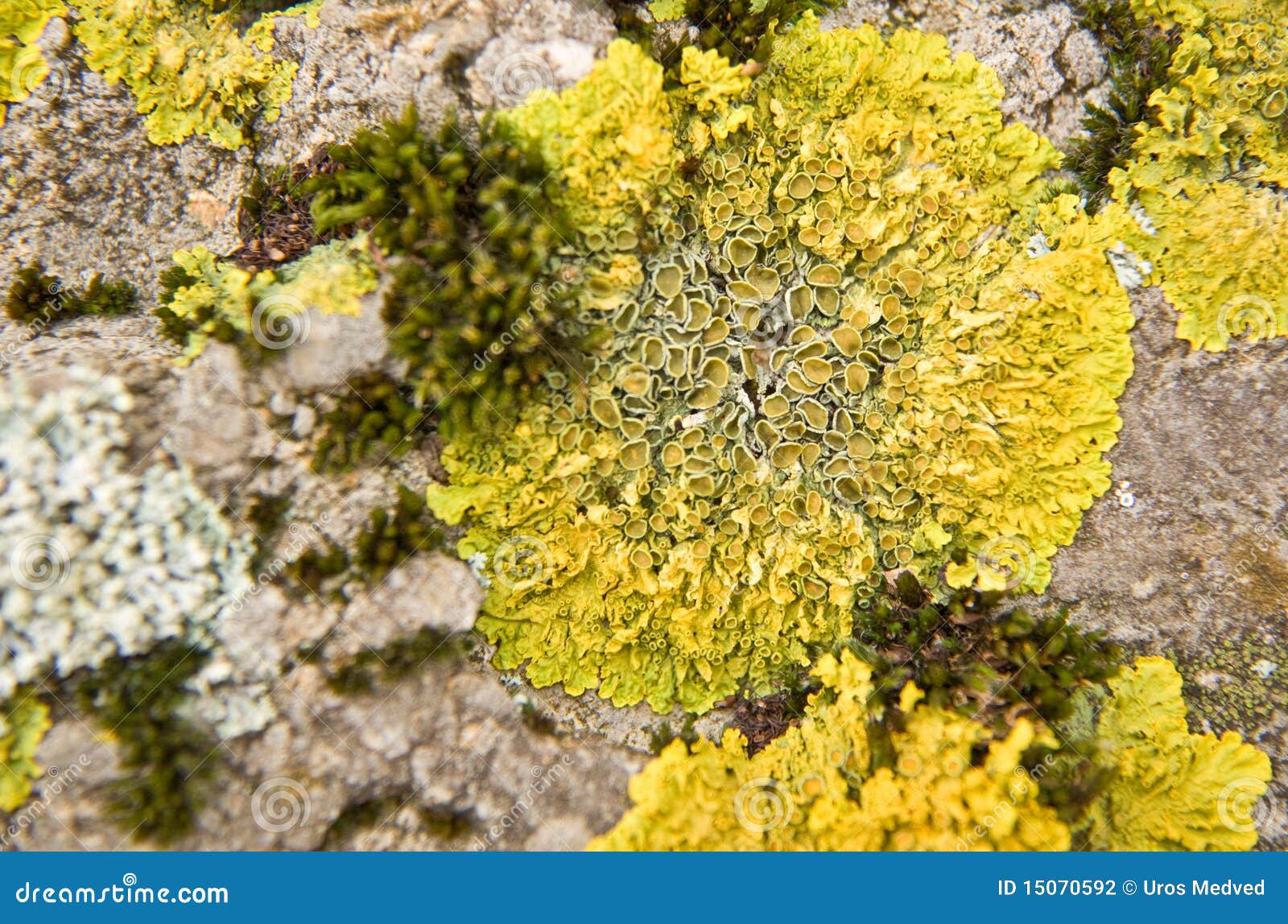 Moss stock photo. Image of dirty, fungus, growth, nature - 15070592