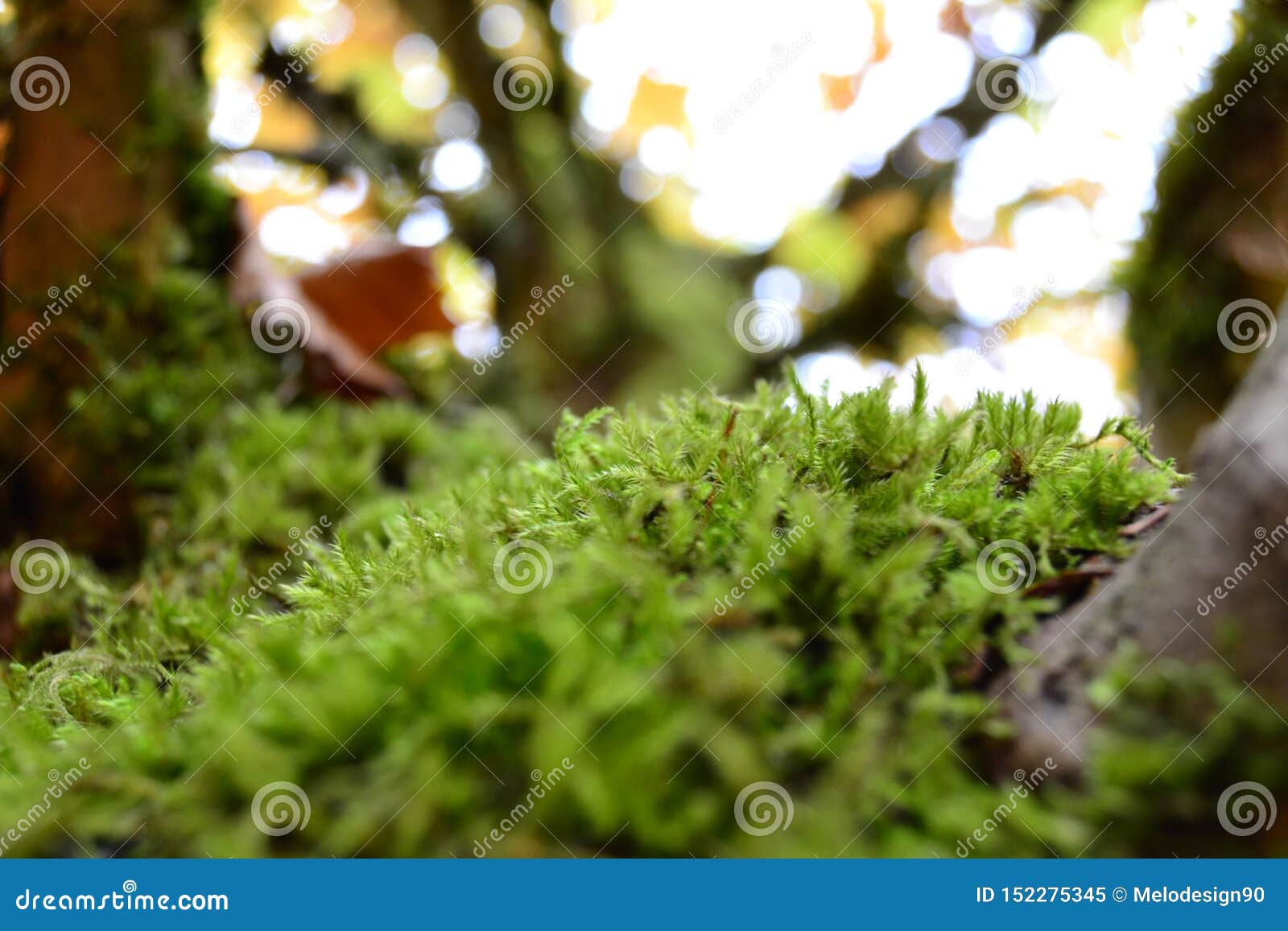 Moss in Fall stock image. Image of fall, green, cloudy - 152275345