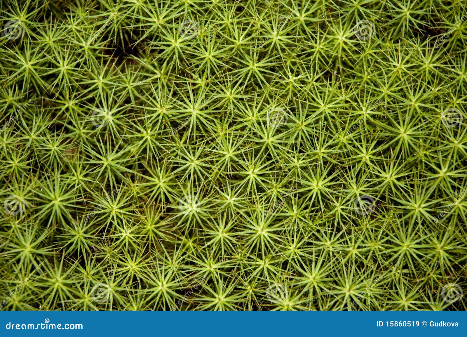 Moss stock image. Image of natural, pattern, summer, moss - 15860519