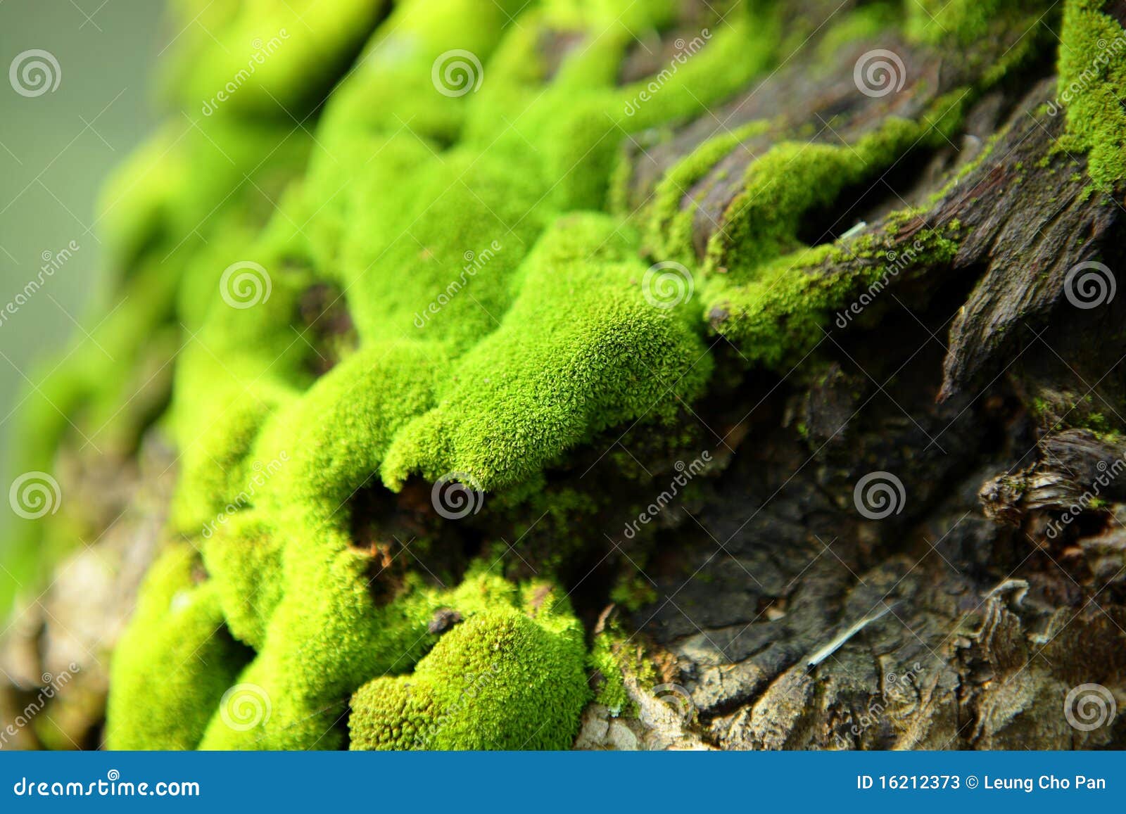 Moss stock image. Image of close, bark, environment, beautiful - 16212373