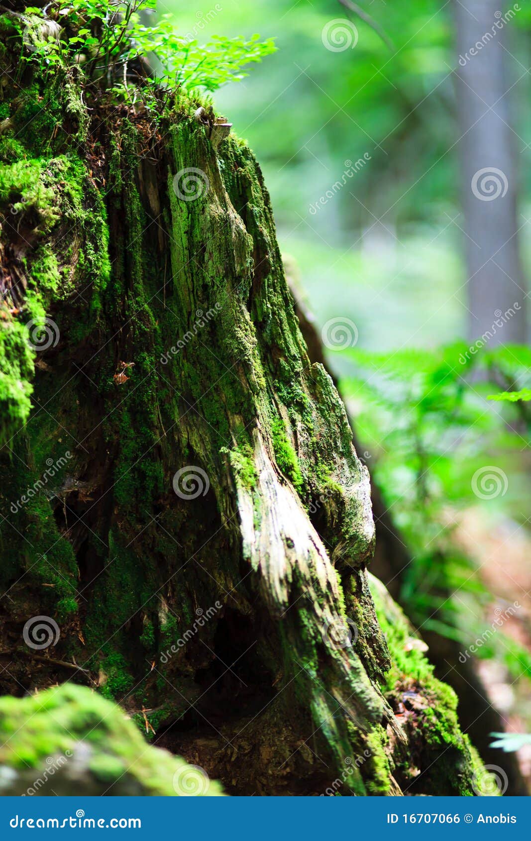 Moss stock photo. Image of green, national, imagery, life - 16707066
