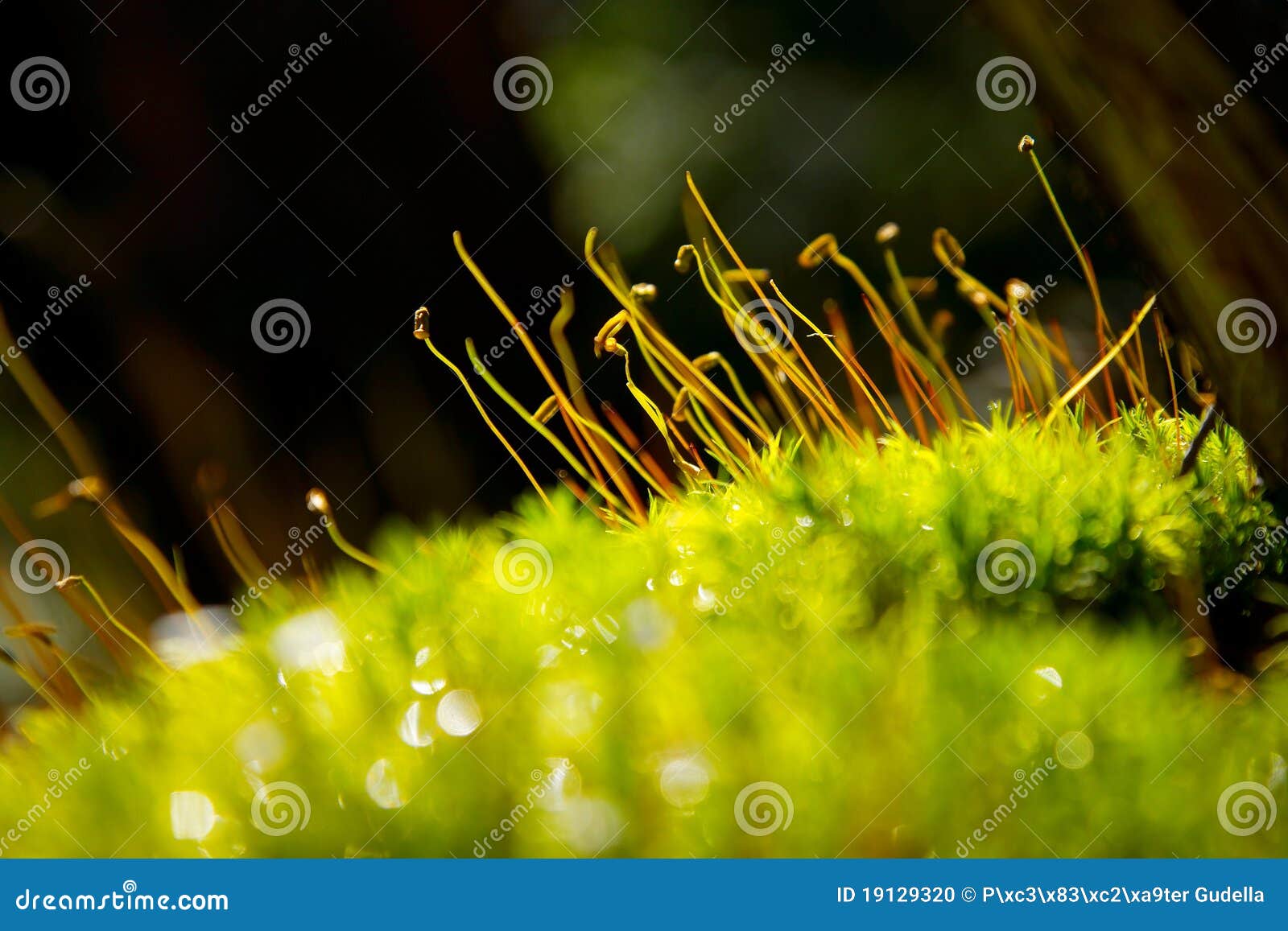 Moss stock photo. Image of detail, close, wild, grow - 19129320