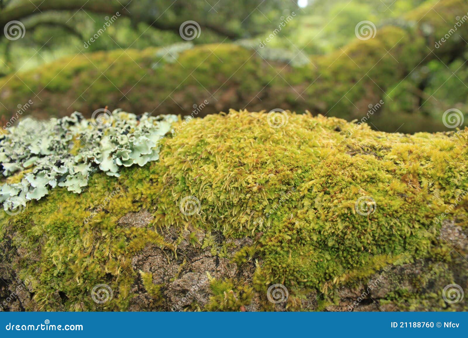 Moss stock photo. Image of clump, bryophyte, field, ecology - 21188760