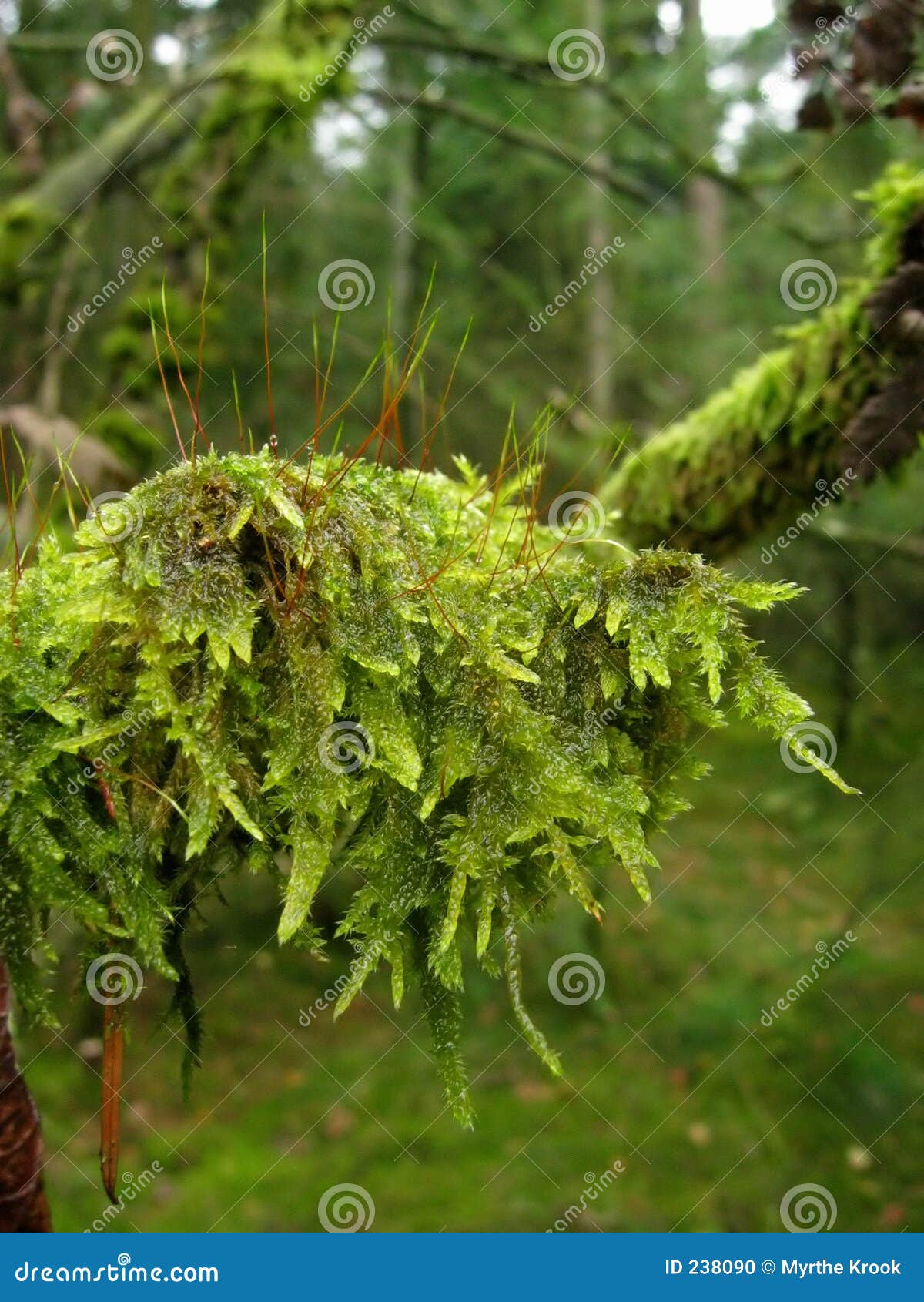 Moss stock photo. Image of fronds, soggy, close, moss, plush - 238090