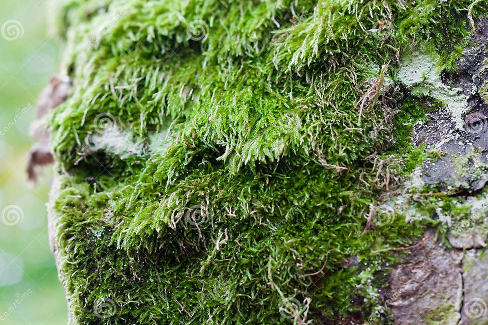 Moss stock image. Image of green, extinction, preserve - 27094819
