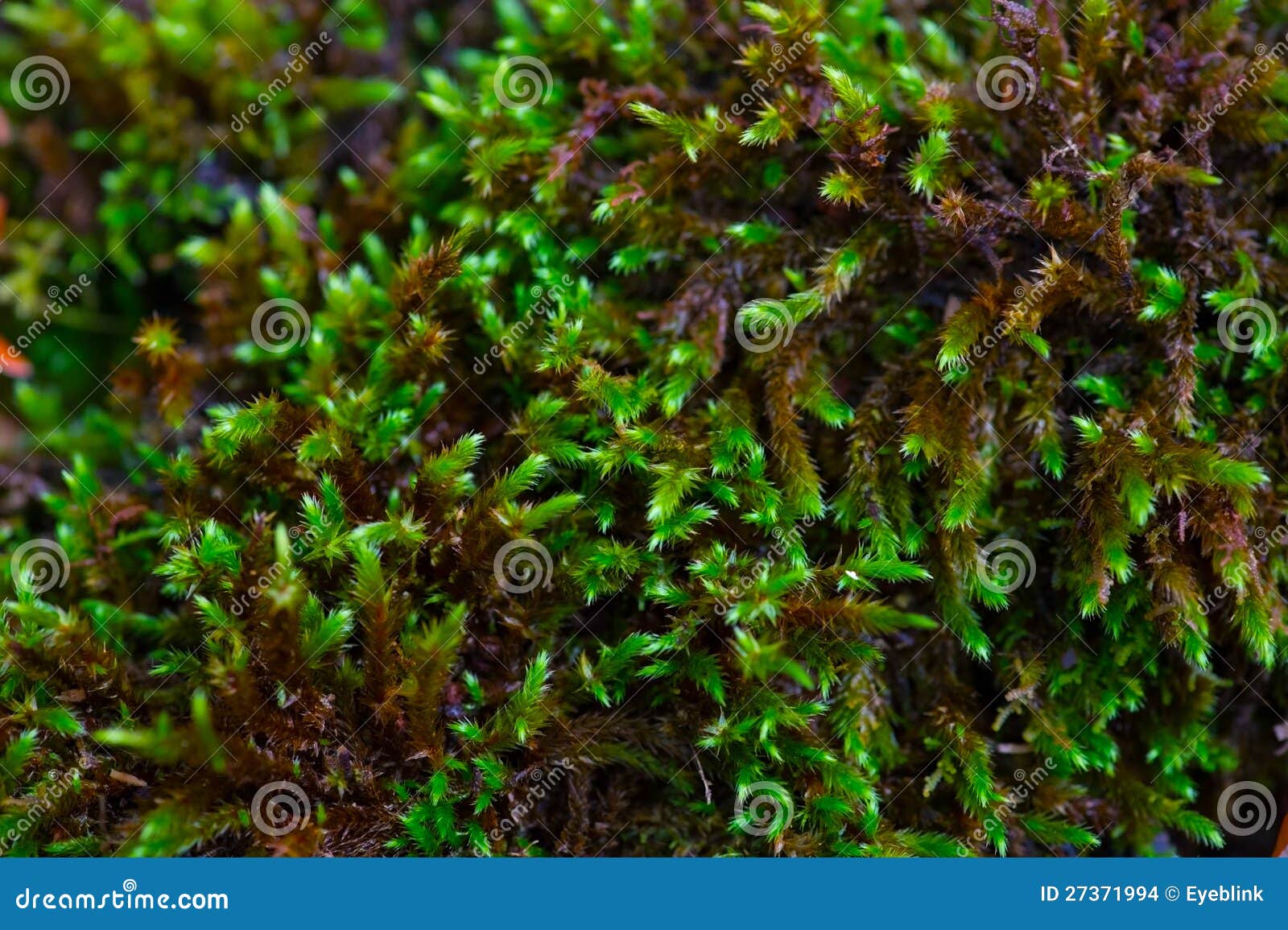 Moss stock photo. Image of autumn, life, leaf, mossy - 27371994