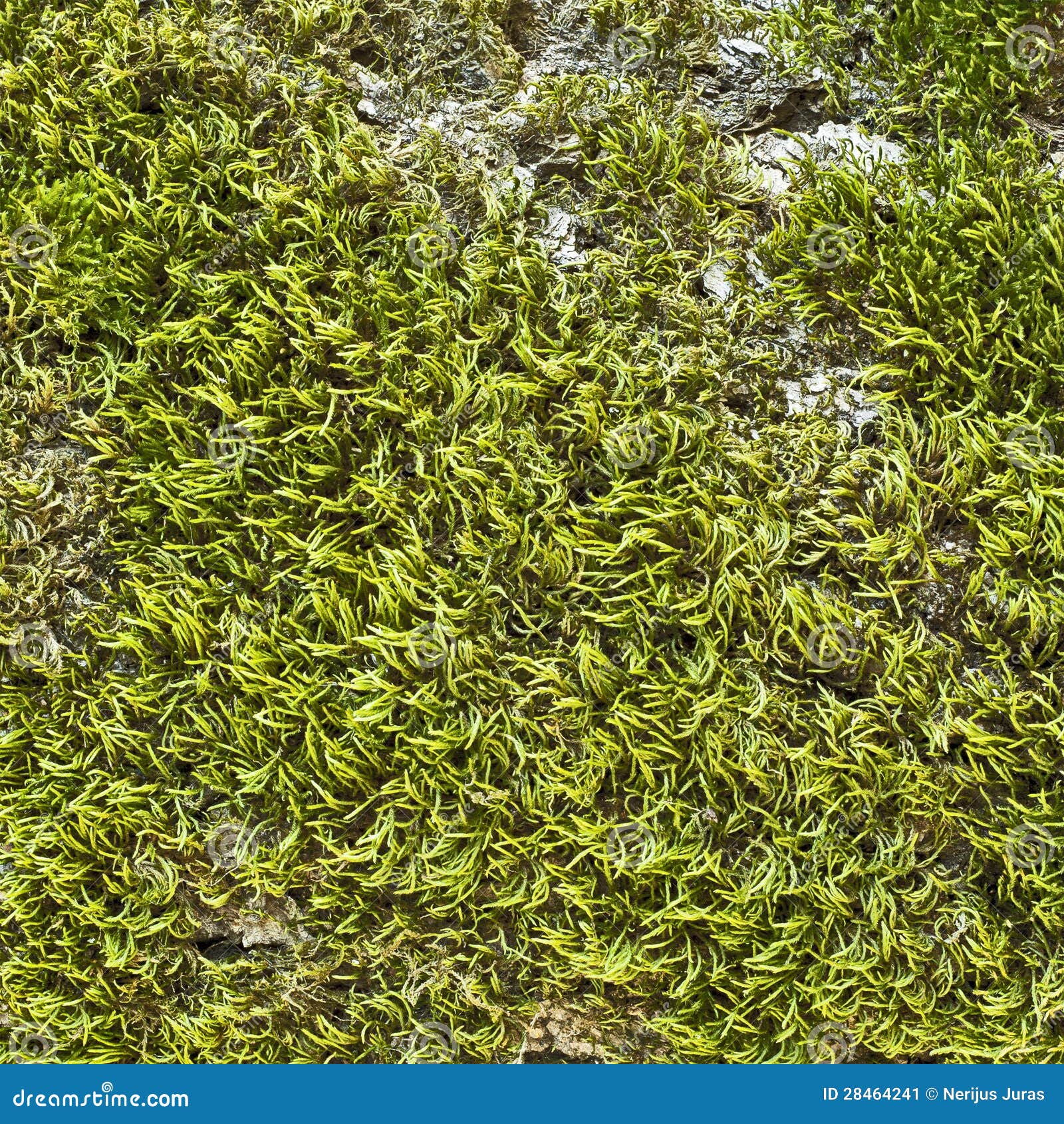 Moss stock image. Image of moss, form, pattern, material - 28464241