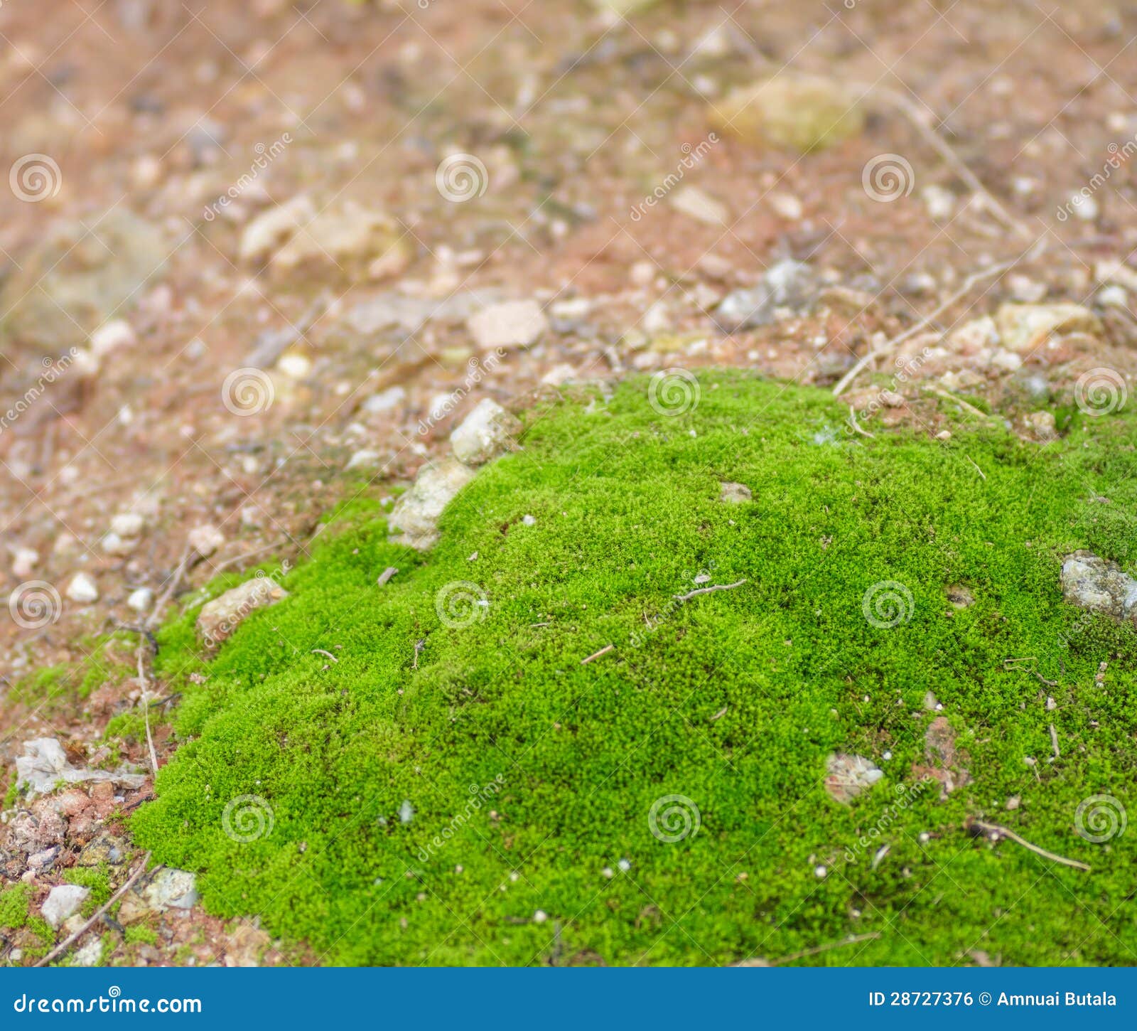 The moss. stock photo. Image of bracing, andreaeopsida - 28727376