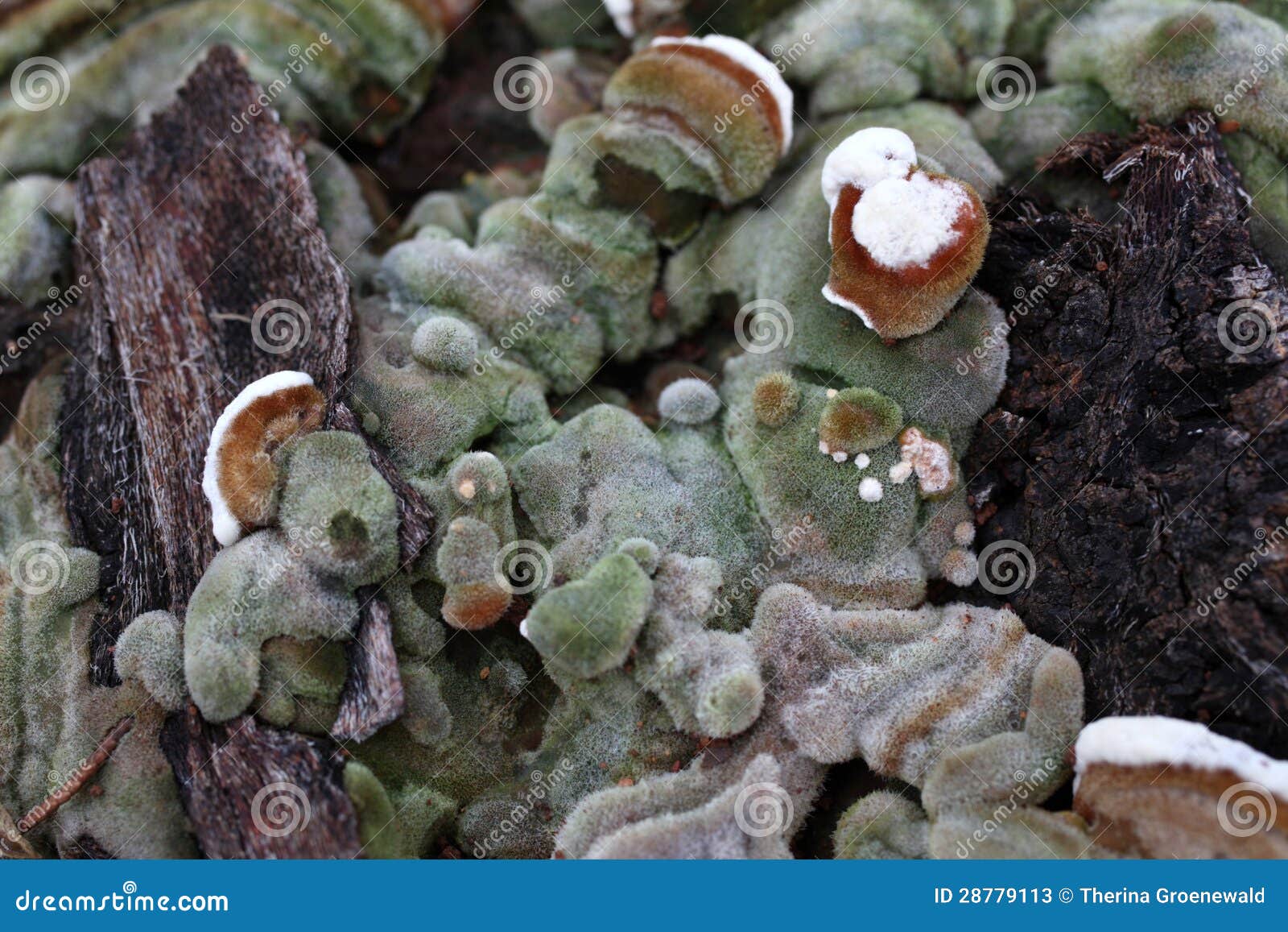 Moss stock image. Image of damp, biology, abstract, cover - 28779113