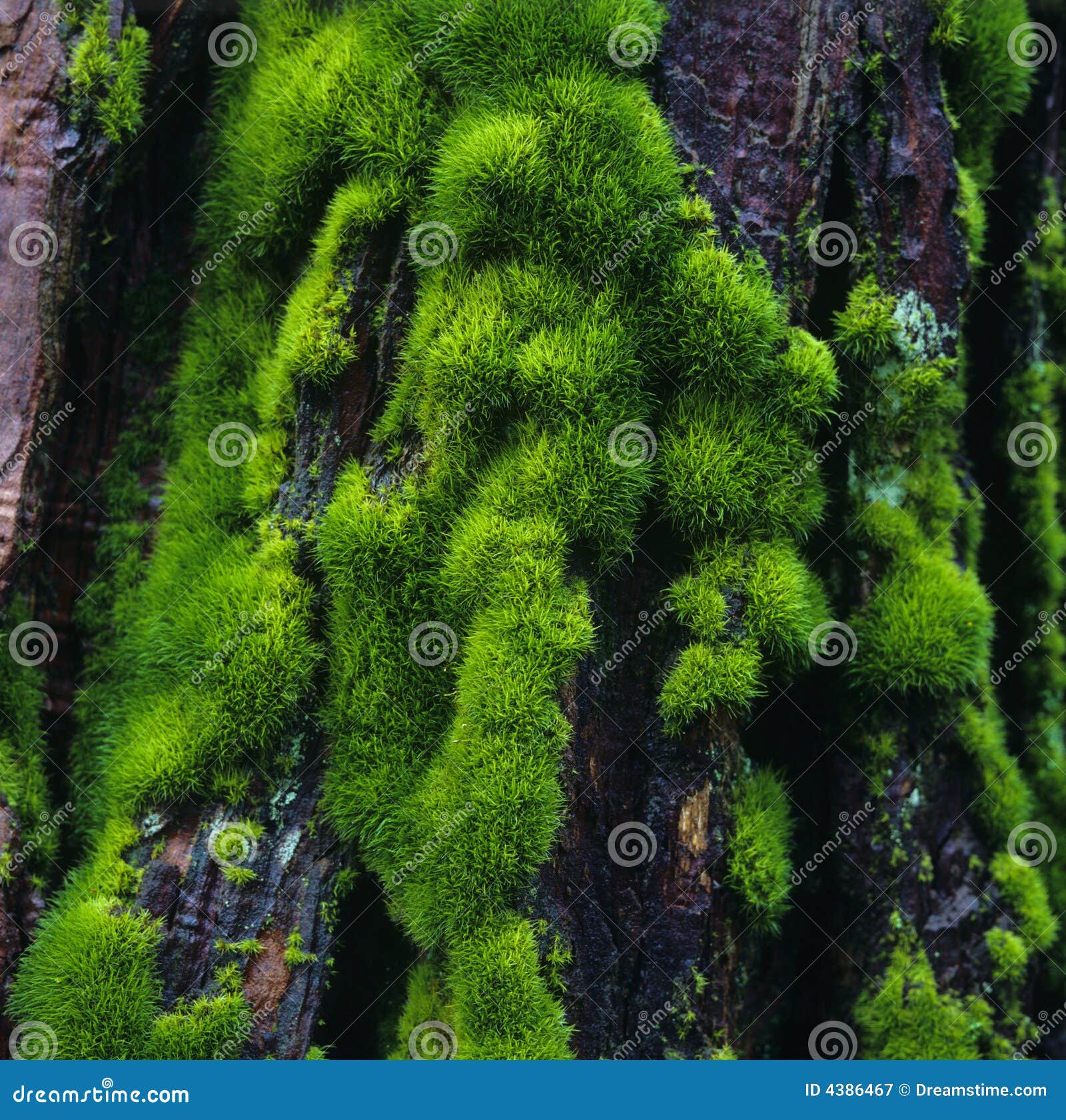 Moss stock image. Image of burned, fire, pine, plants - 4386467