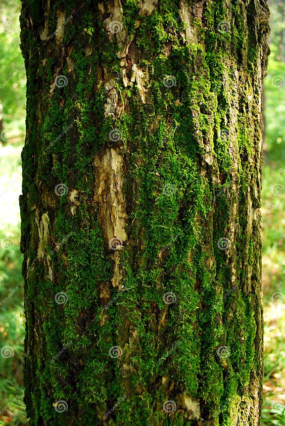 Moss stock image. Image of problem, moss, nature, tree - 5665825