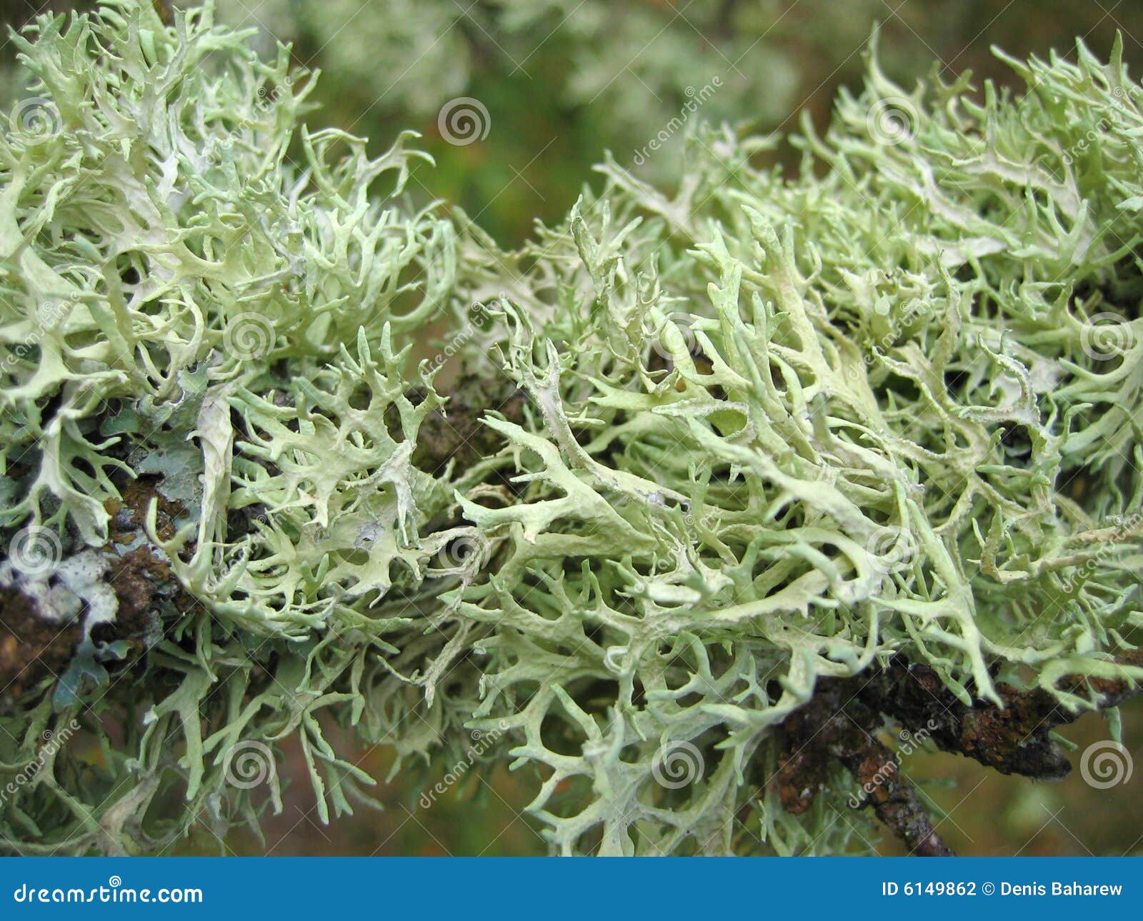 Moss stock photo. Image of mossy, closeup, mild, chloroplasts - 6149862