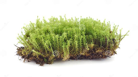 Moss stock image. Image of plant, natural, detail, nature - 7083711