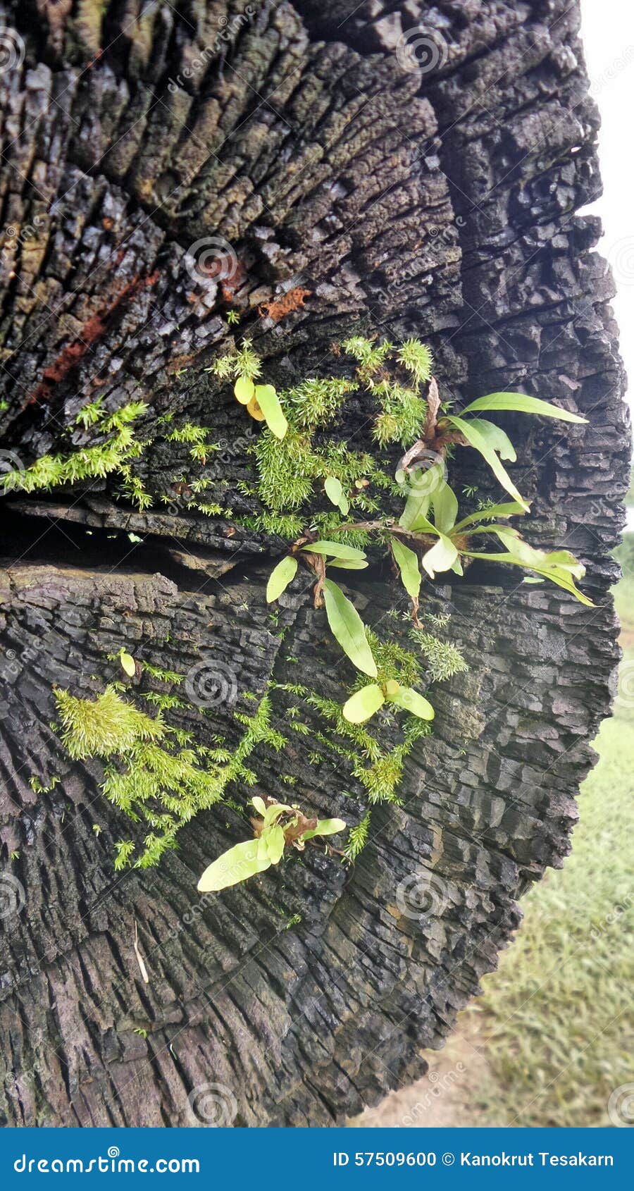 Moss and Ferns on the Old Log Stock Photo - Image of mossy, frond: 57509600
