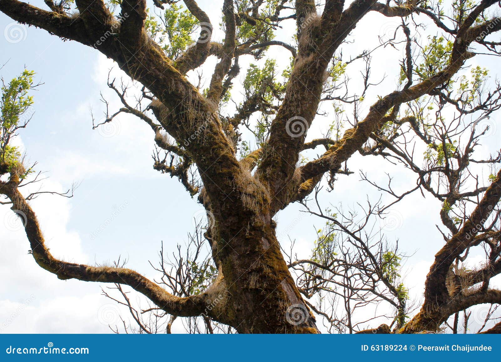 Moss on ancient trees stock photo. Image of climb, ligh - 63189224