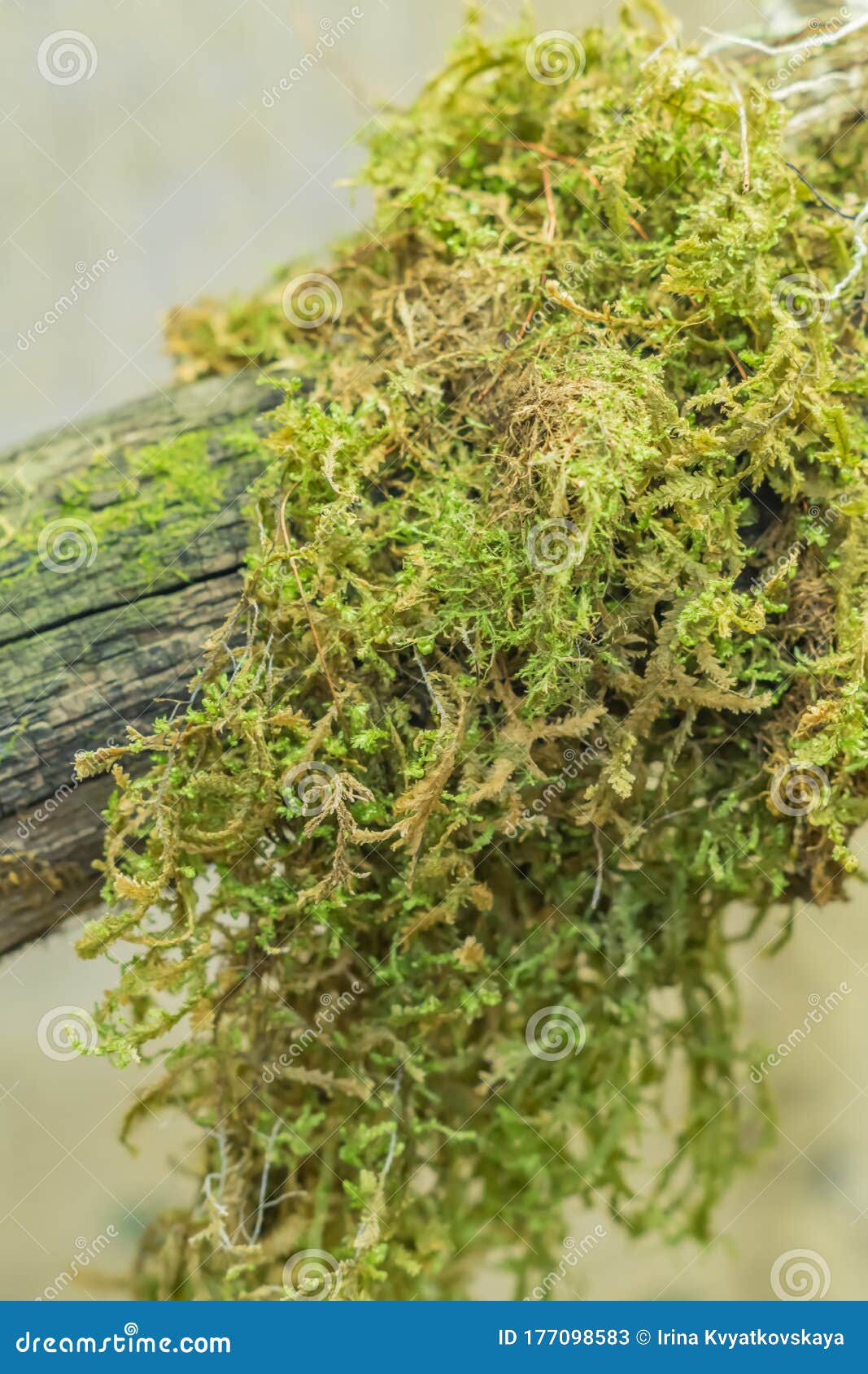 Moss on apple tree closeup stock image. Image of nature - 177098583