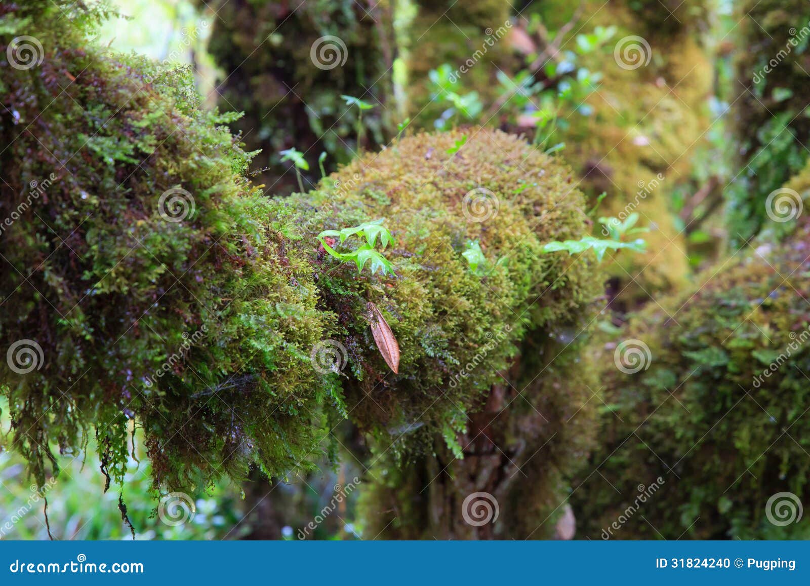 Moss Around the Trunk in the Jungle Stock Photo - Image of green ...