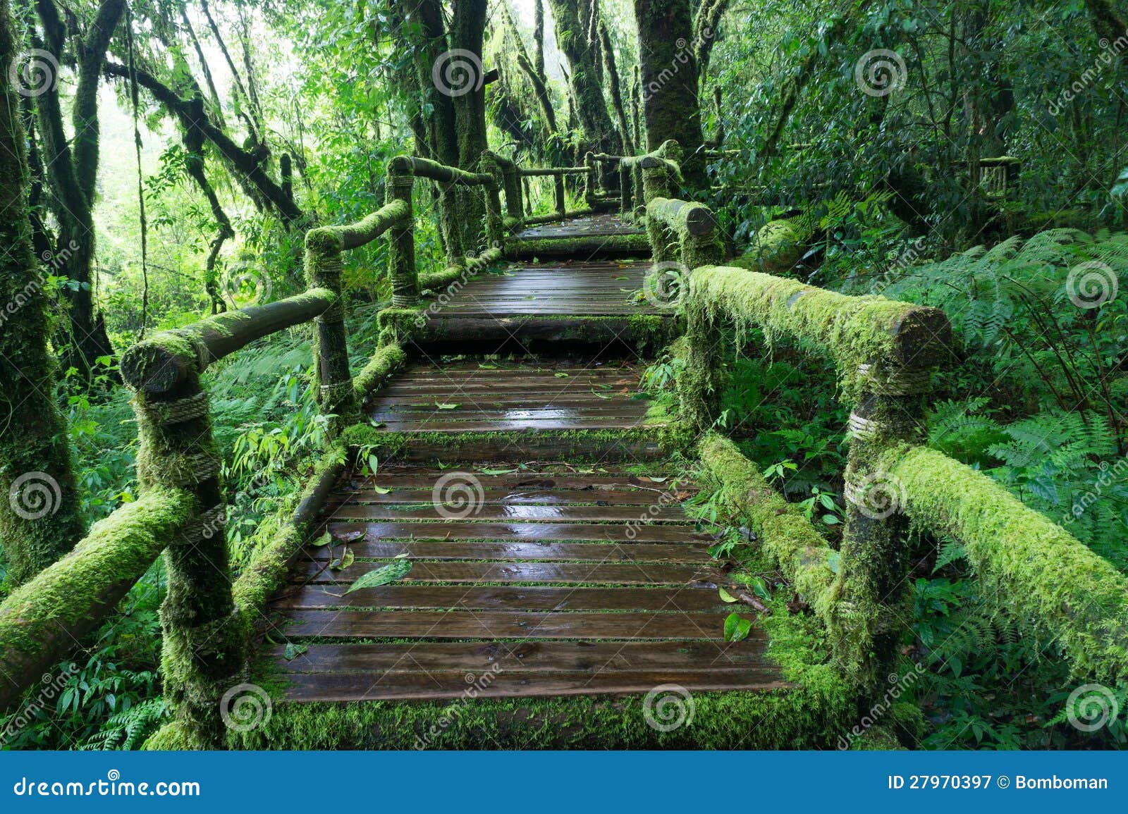 Moss Around the Wooden Walkway in Rain Forest Stock Image - Image of ...