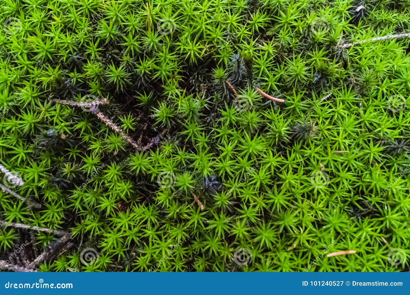 Moss as wallpaper stock image. Image of mockup, nordic - 101240527