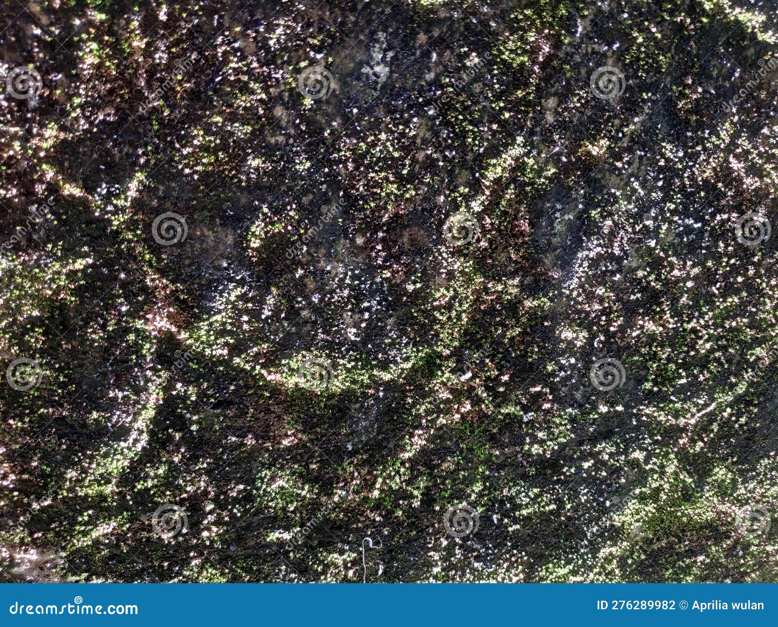 Moss Attached To the Walls of Damp Areas Stock Photo - Image of moss ...