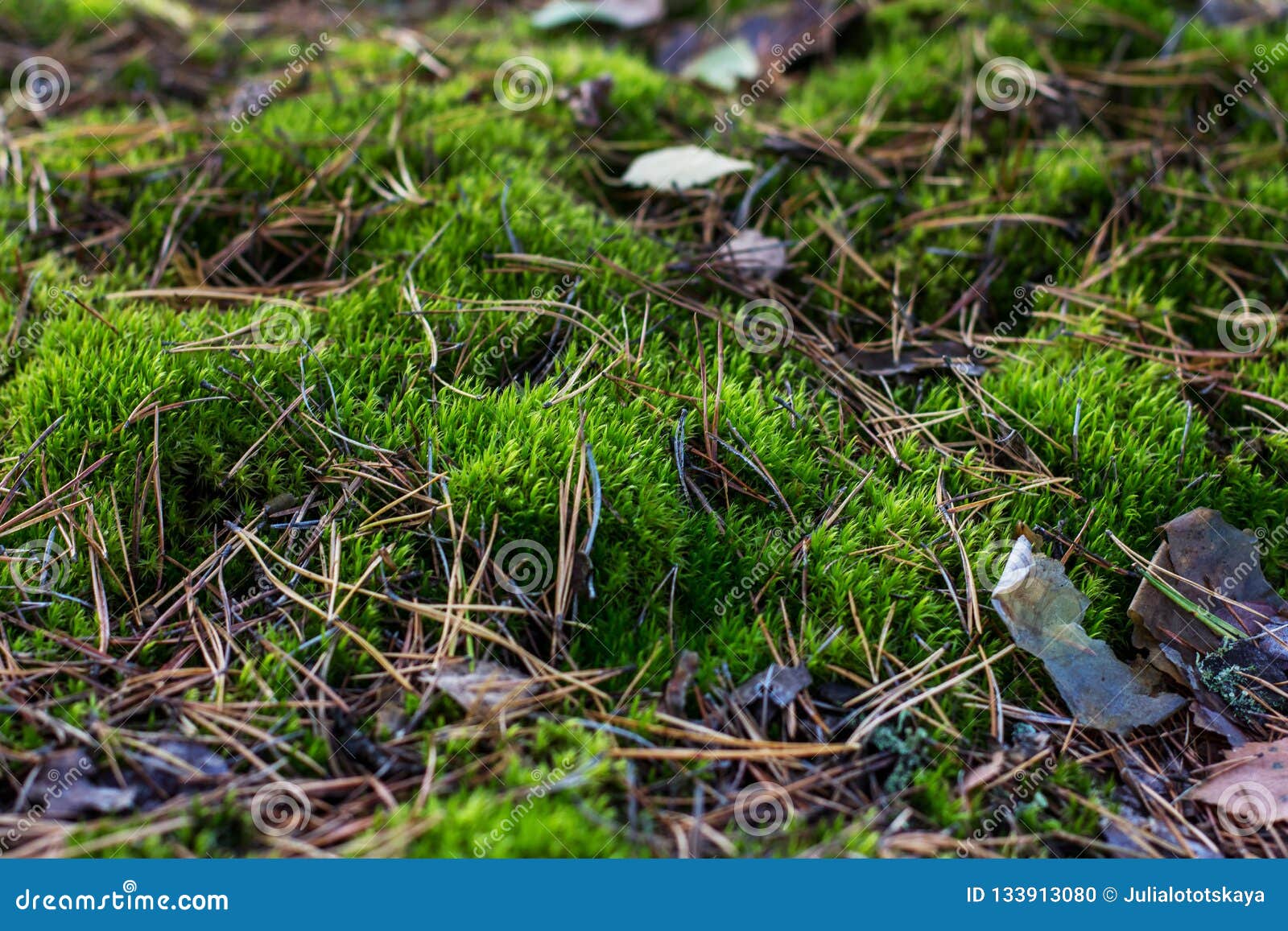 Moss and Autumn Leaves on the Ground. Autumn Forest Stock Photo - Image ...