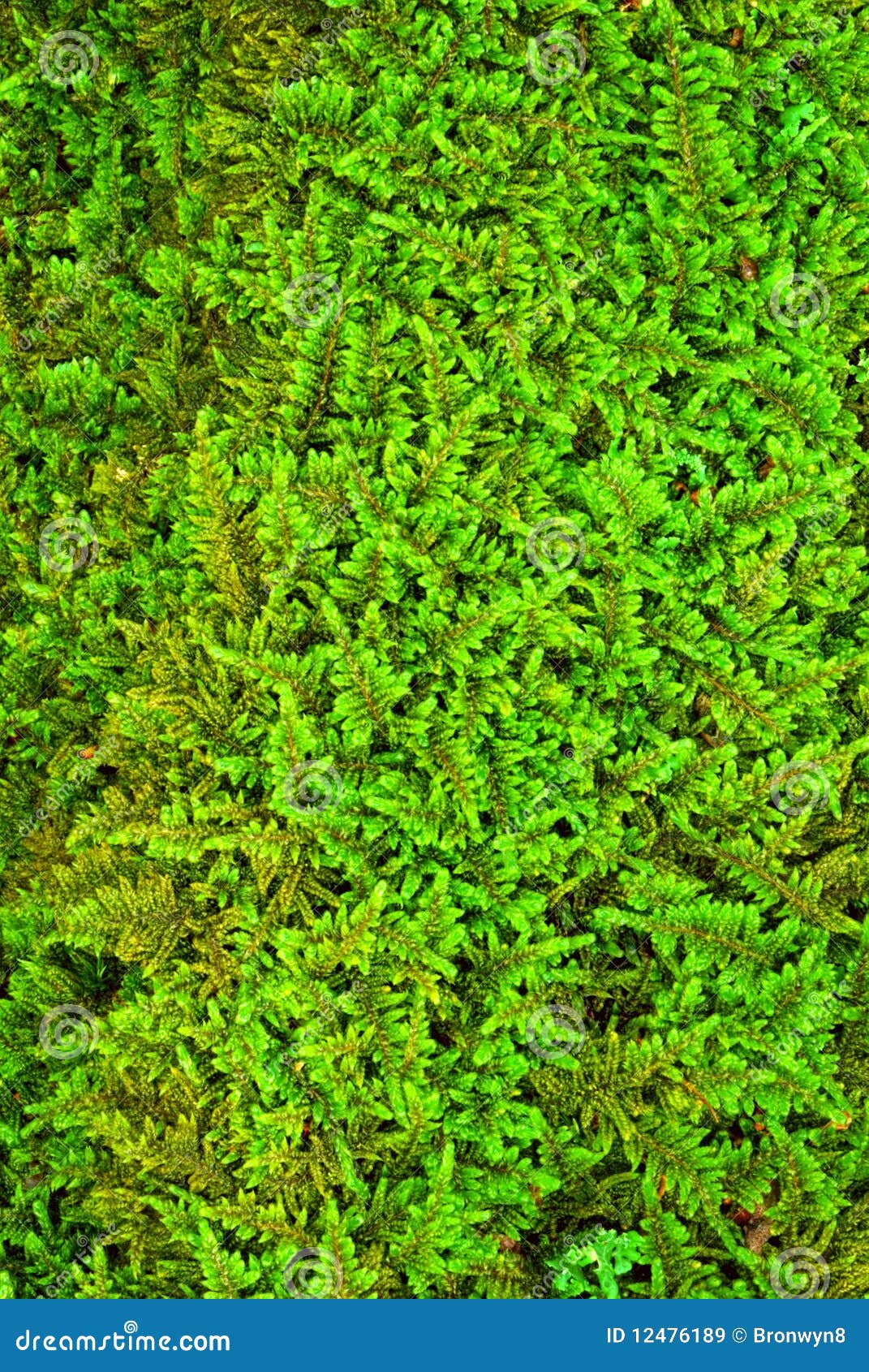 Moss Background stock image. Image of focus, moss, green - 12476189