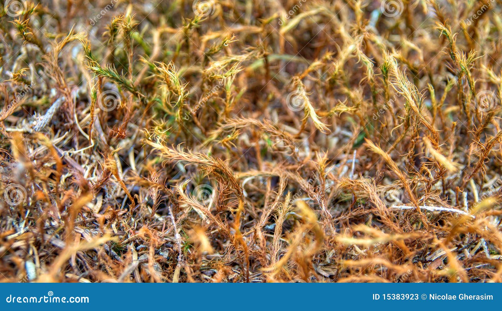 Moss background stock image. Image of macro, vegetation - 15383923